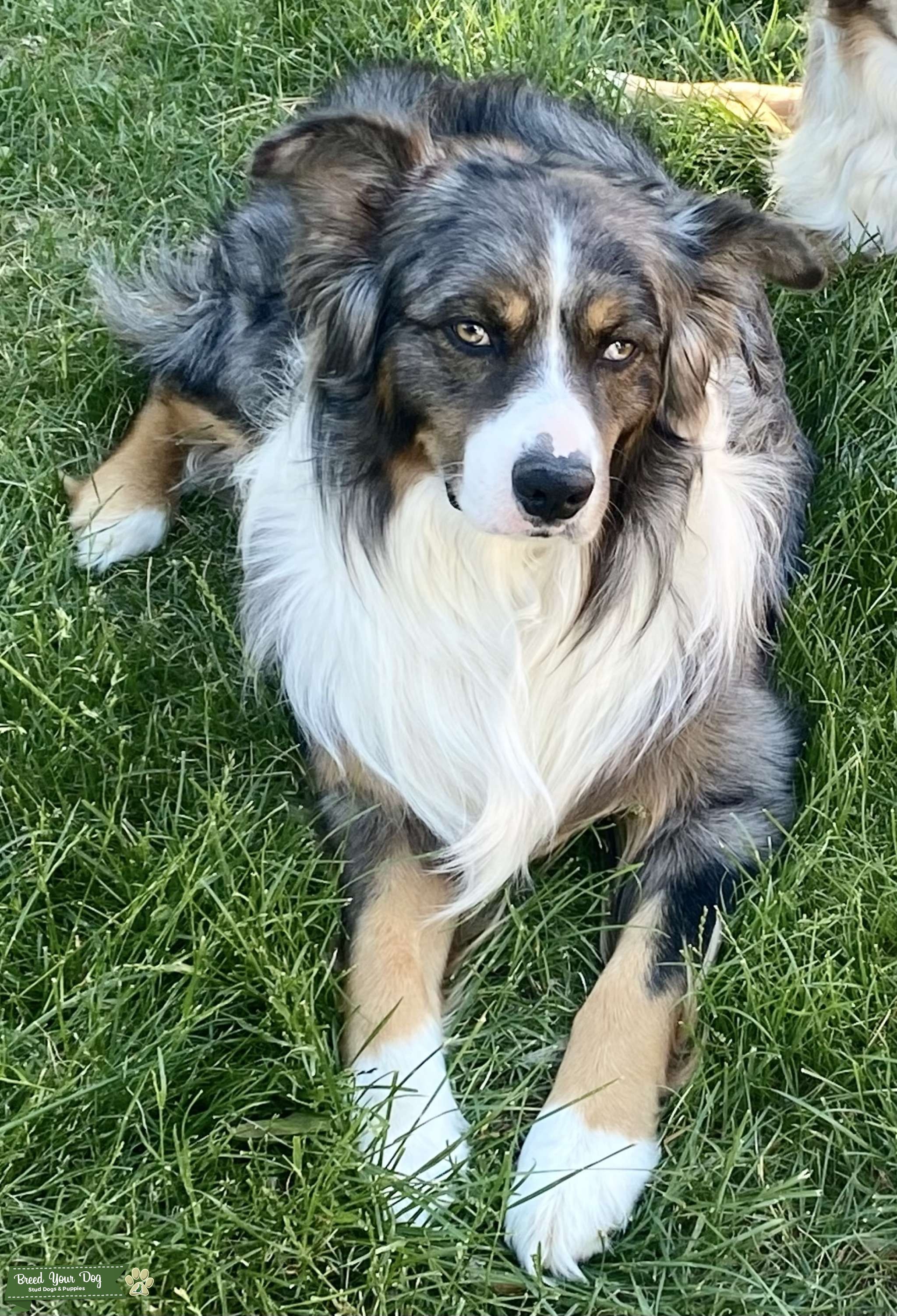 Aussie Stud Looking for a Mate - Stud Dog in Colorado, the United ...