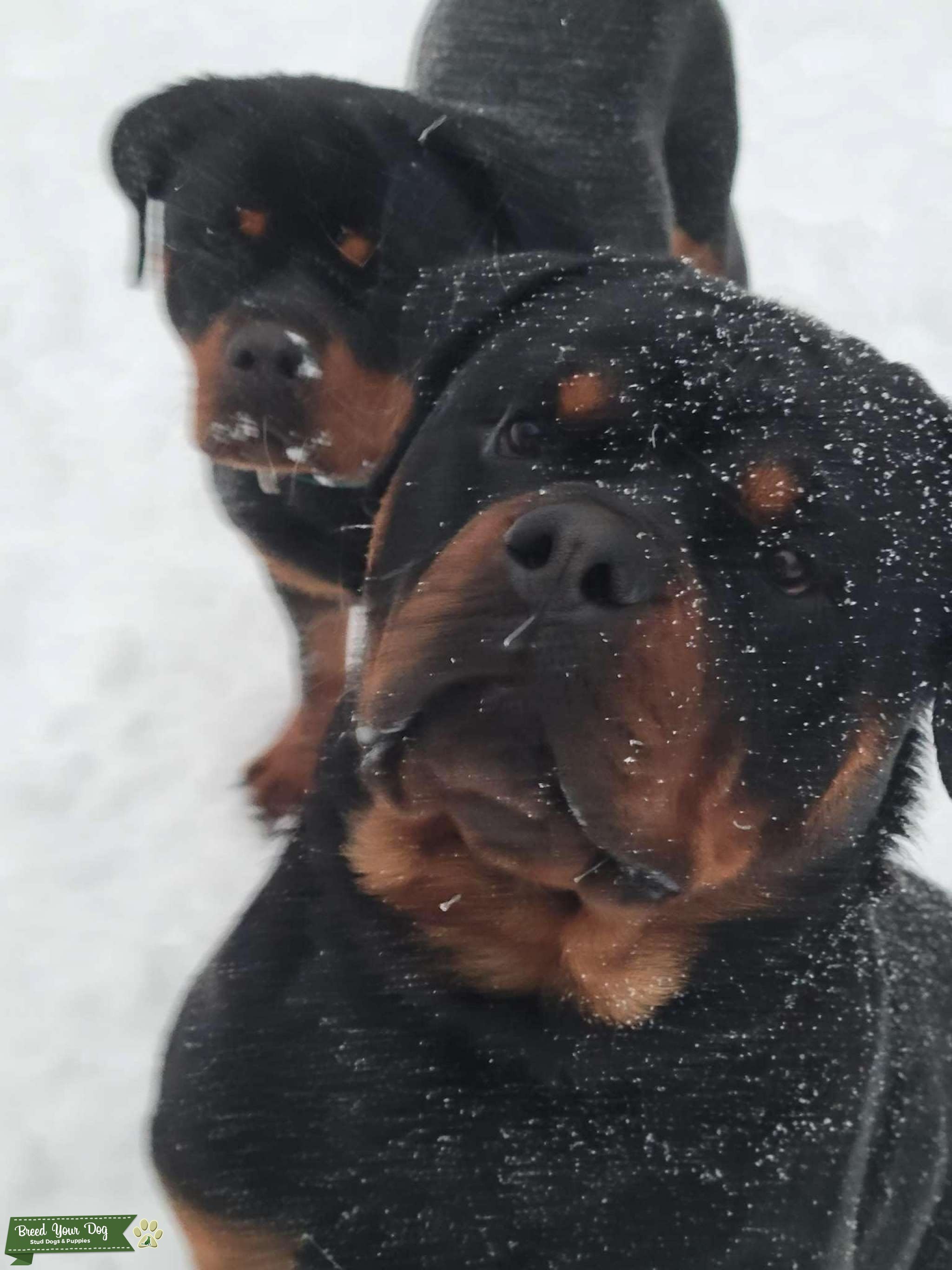 AKC Stud Serbian Rottweiler - Stud Dog in California, Mexico | Breed ...