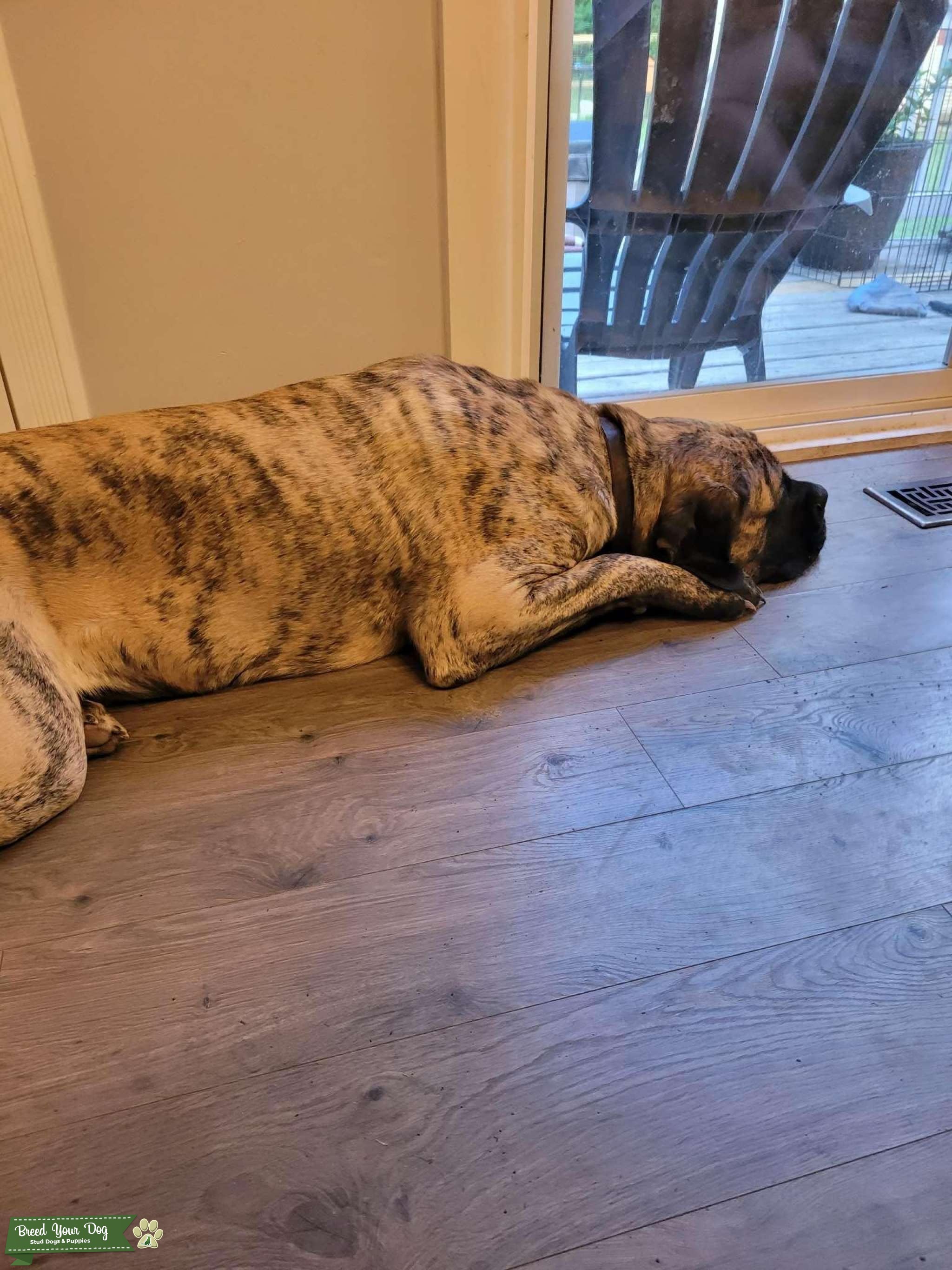 Beautiful brindle English Mastiff - Stud Dog VA - Breed Your Dog