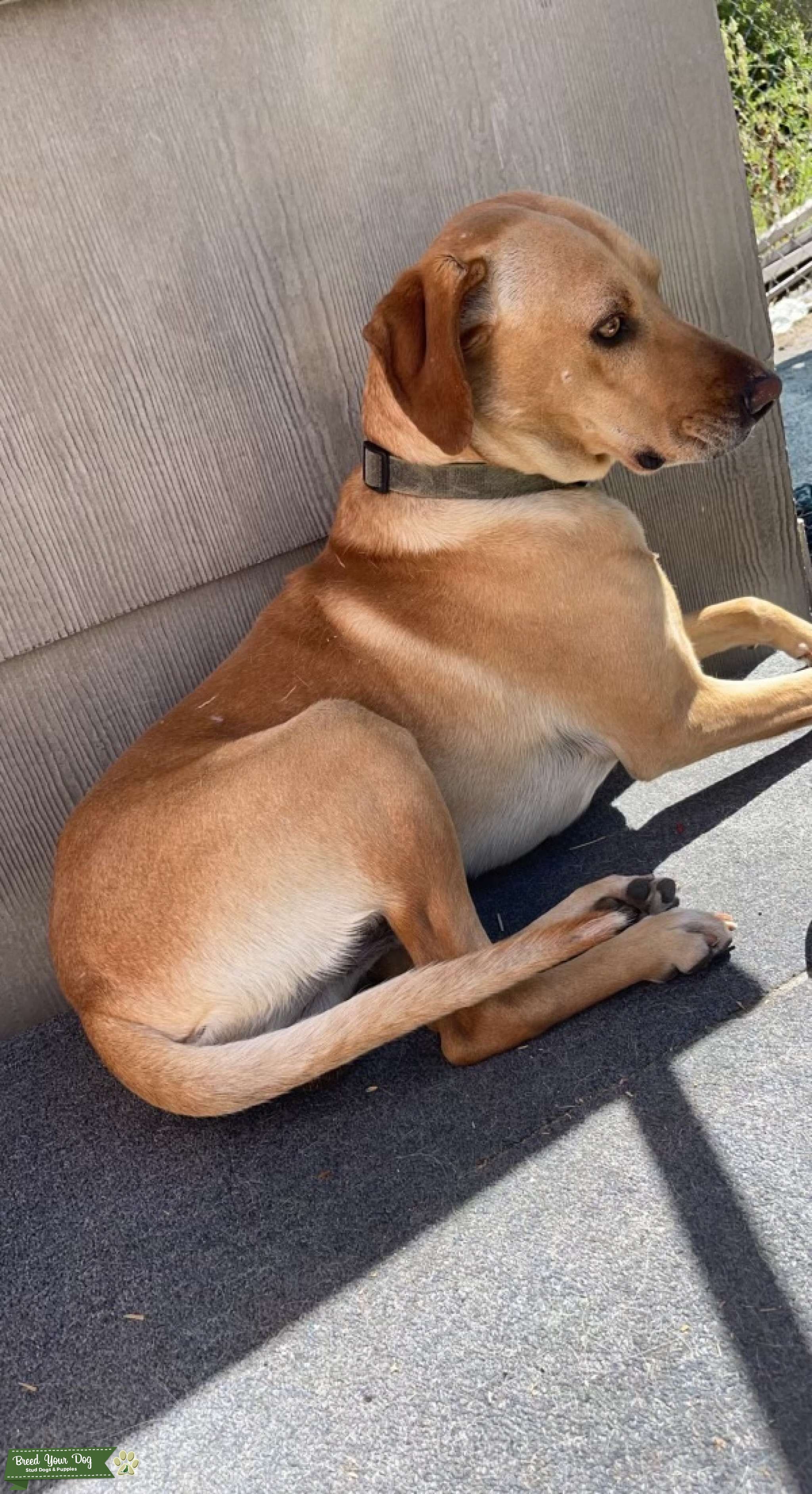 Golden Labrador - Stud Dog in Utah, the United States | Breed Your Dog