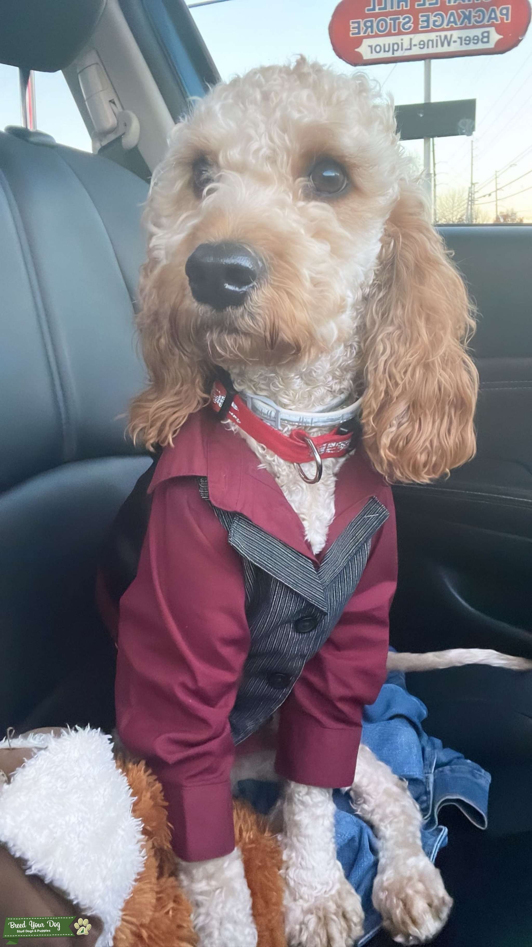 MALE CAVAPOO FOR STUDING - Stud Dog in Fulton0, United States | Breed ...