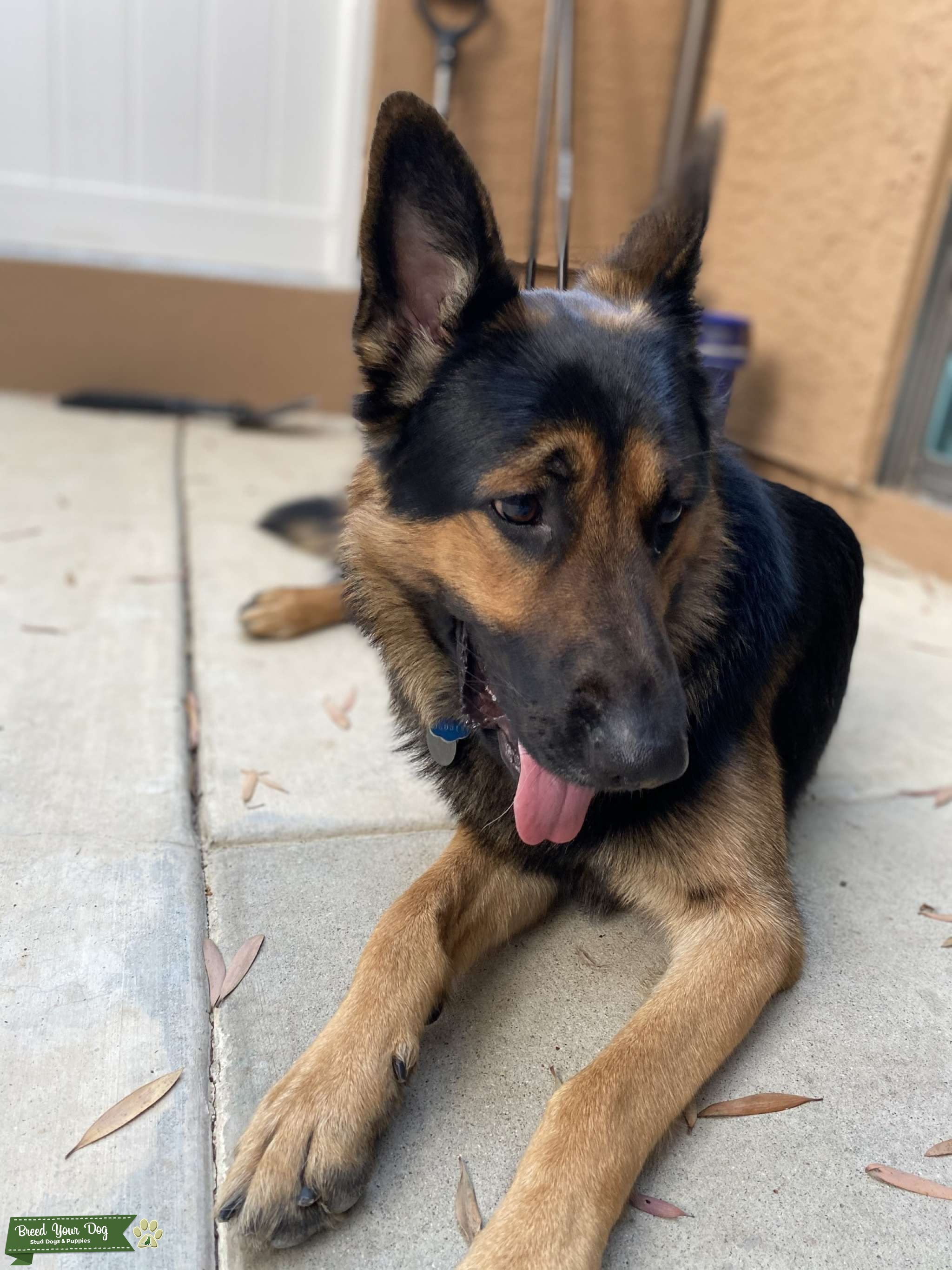 Stud Service - Stud Dog in Columbus, OH, United States | Breed Your Dog