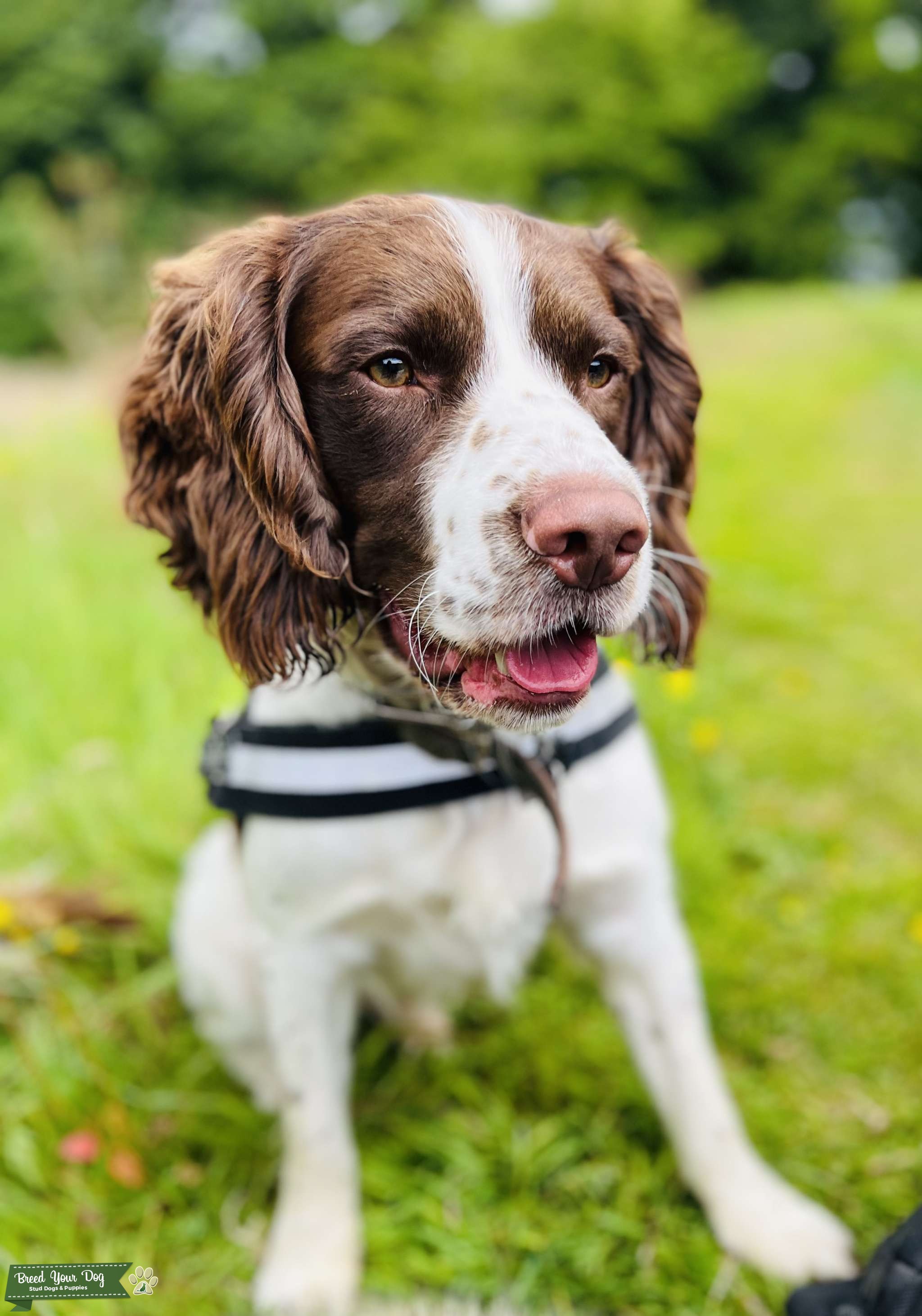 Fifth generation pedigree - KC registered English springer spaniel FOR ...