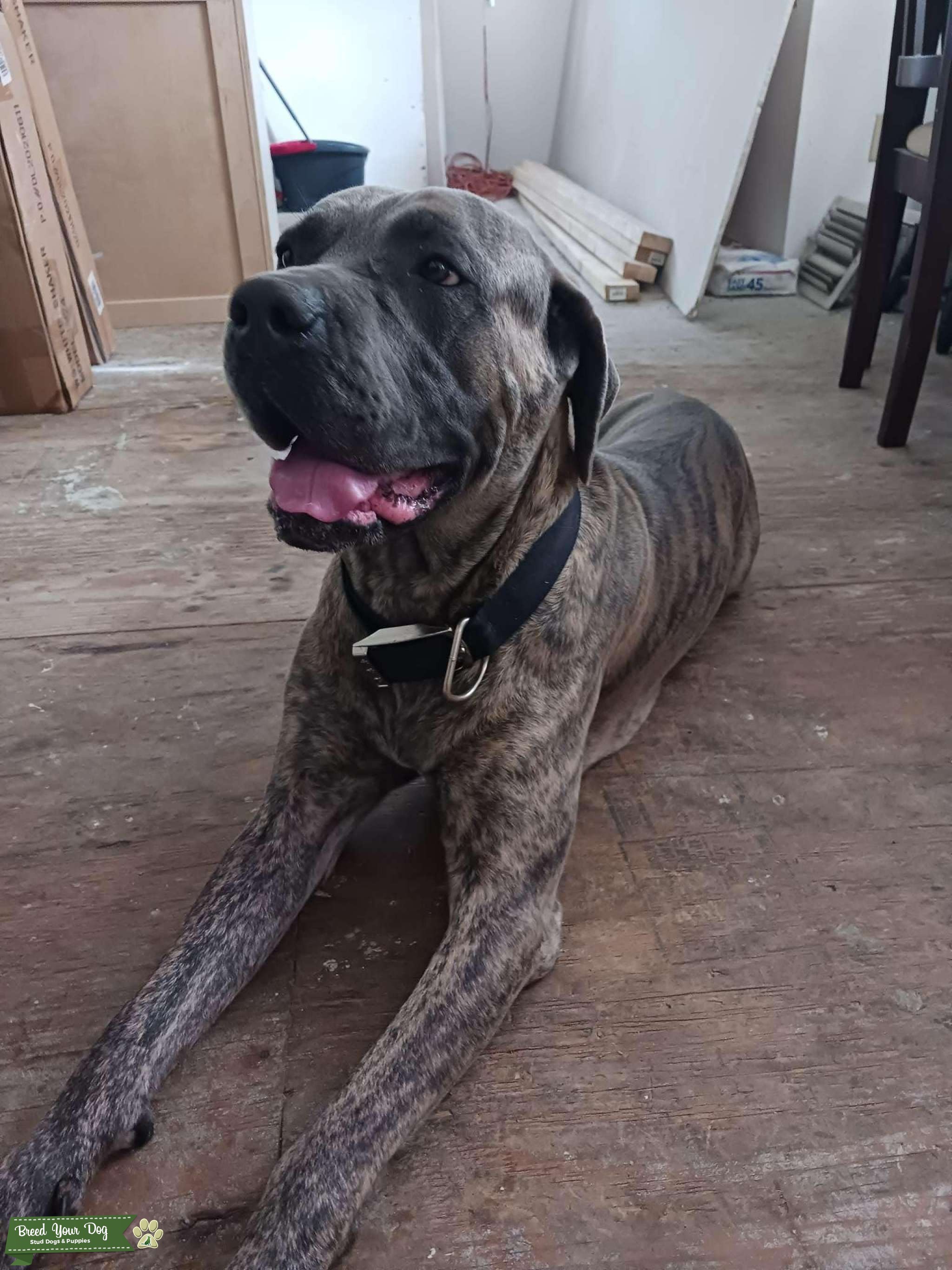Blue Brindle Cane Corso - Stud Dog Citrus Park - Breed Your Dog