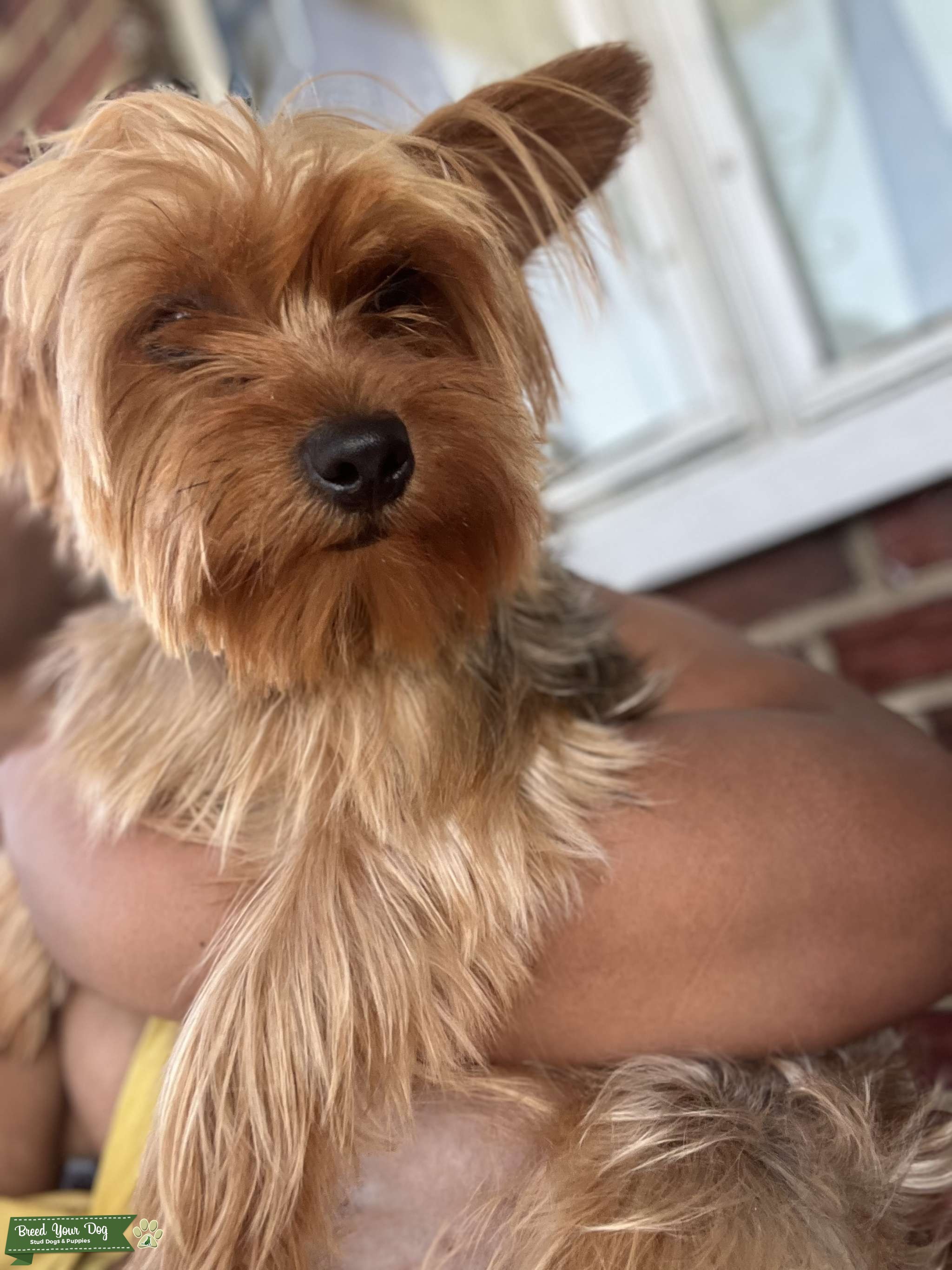 Black and brown Yorkshire Terrier - Stud Dog in Ohio, United States ...