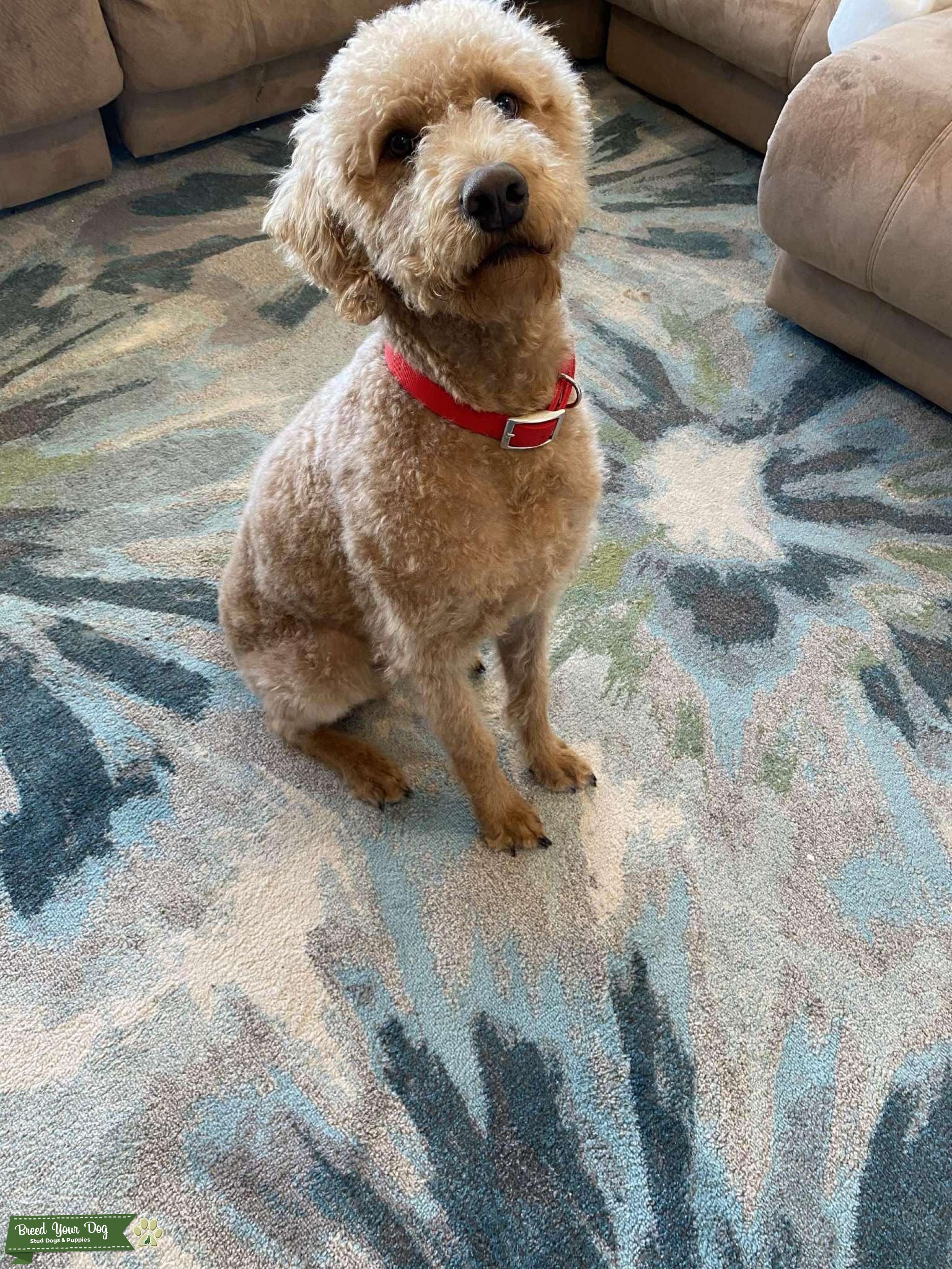 Stud dog - Stud Dog in Utah, United States | Breed Your Dog