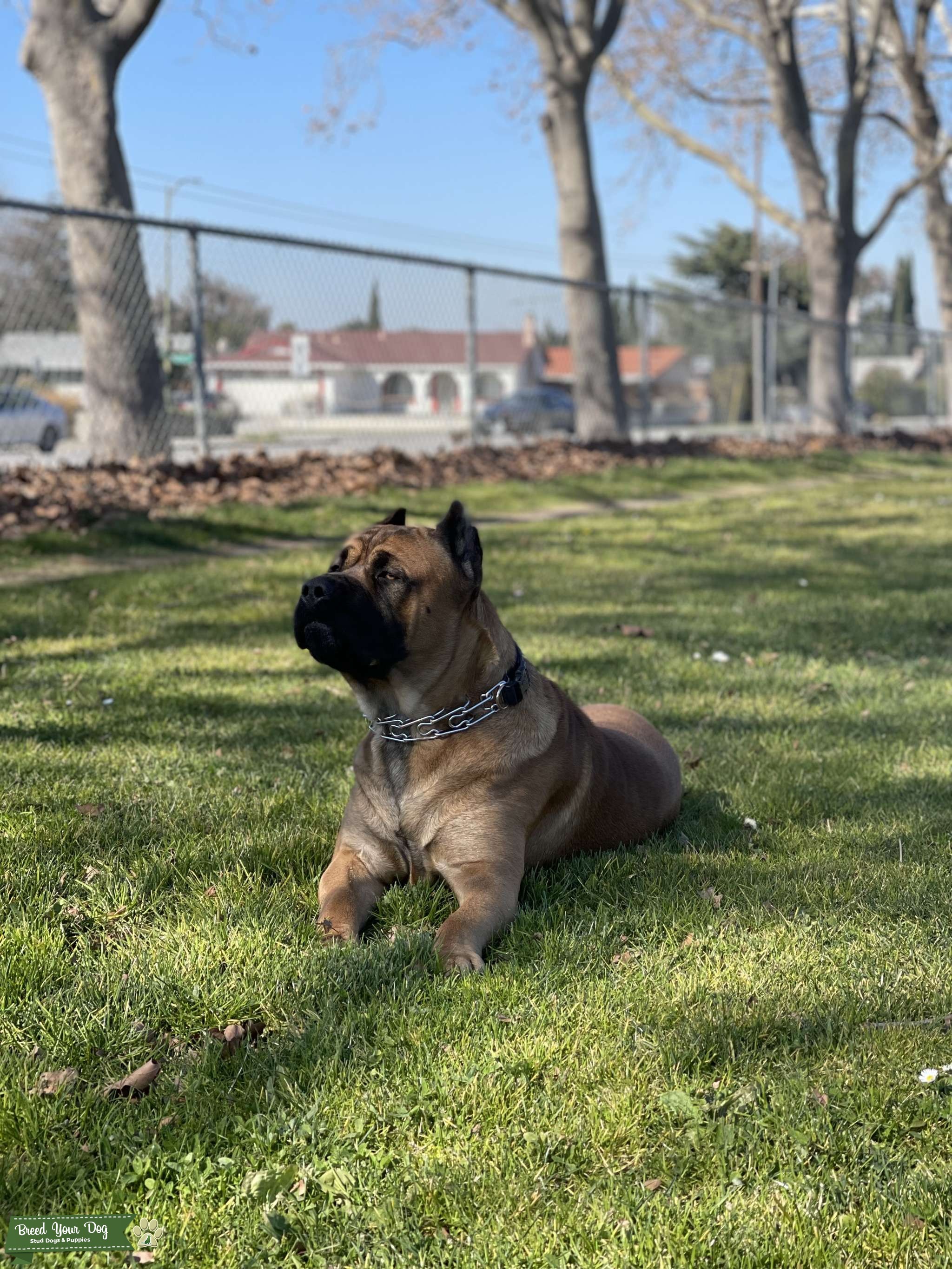 2 Year Old Cane Corso For Stud - Stud Dog San jose - Breed Your Dog