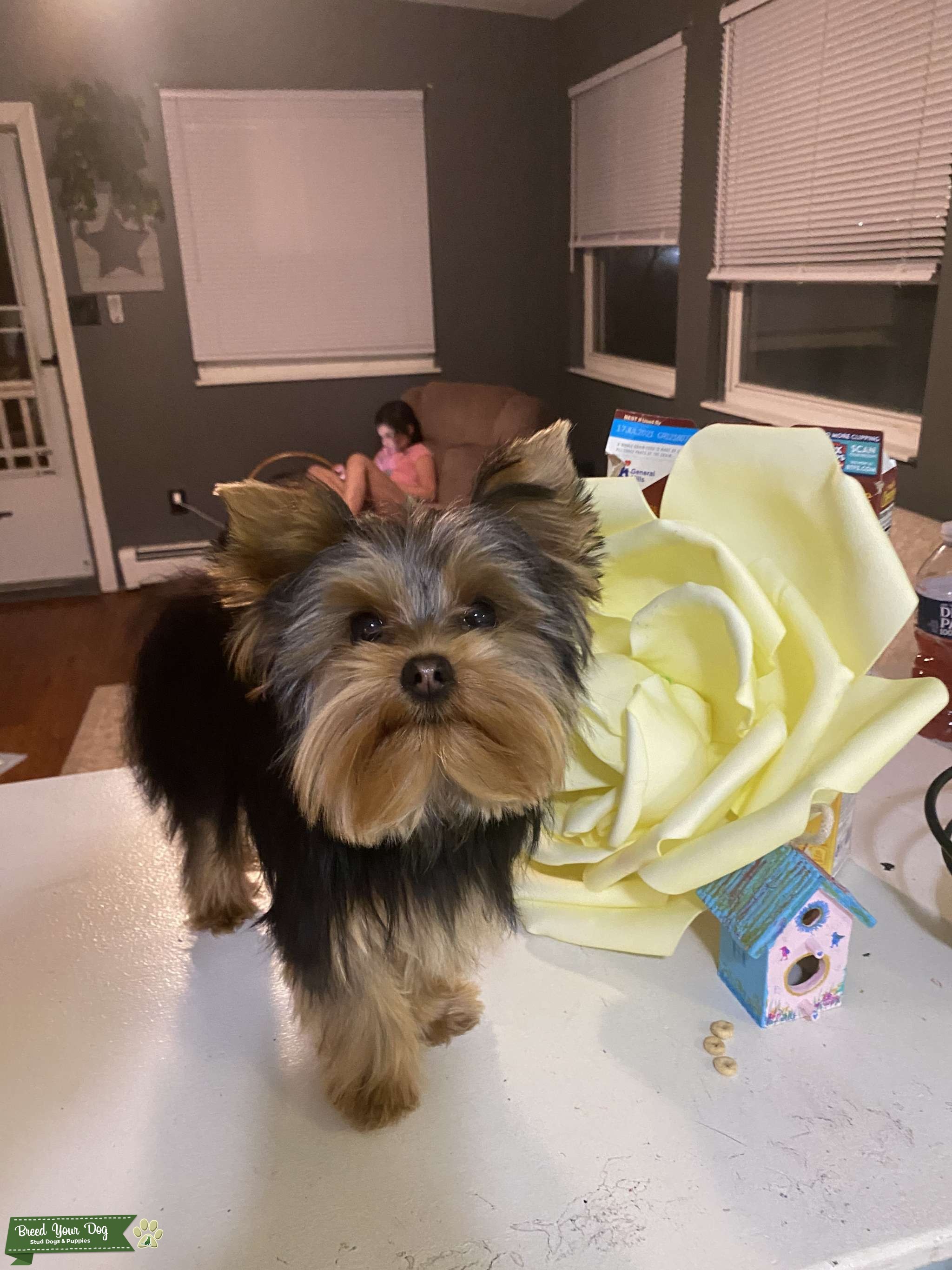 AKC REGISTERED YORKIE - Stud Dog in United States, the United States ...
