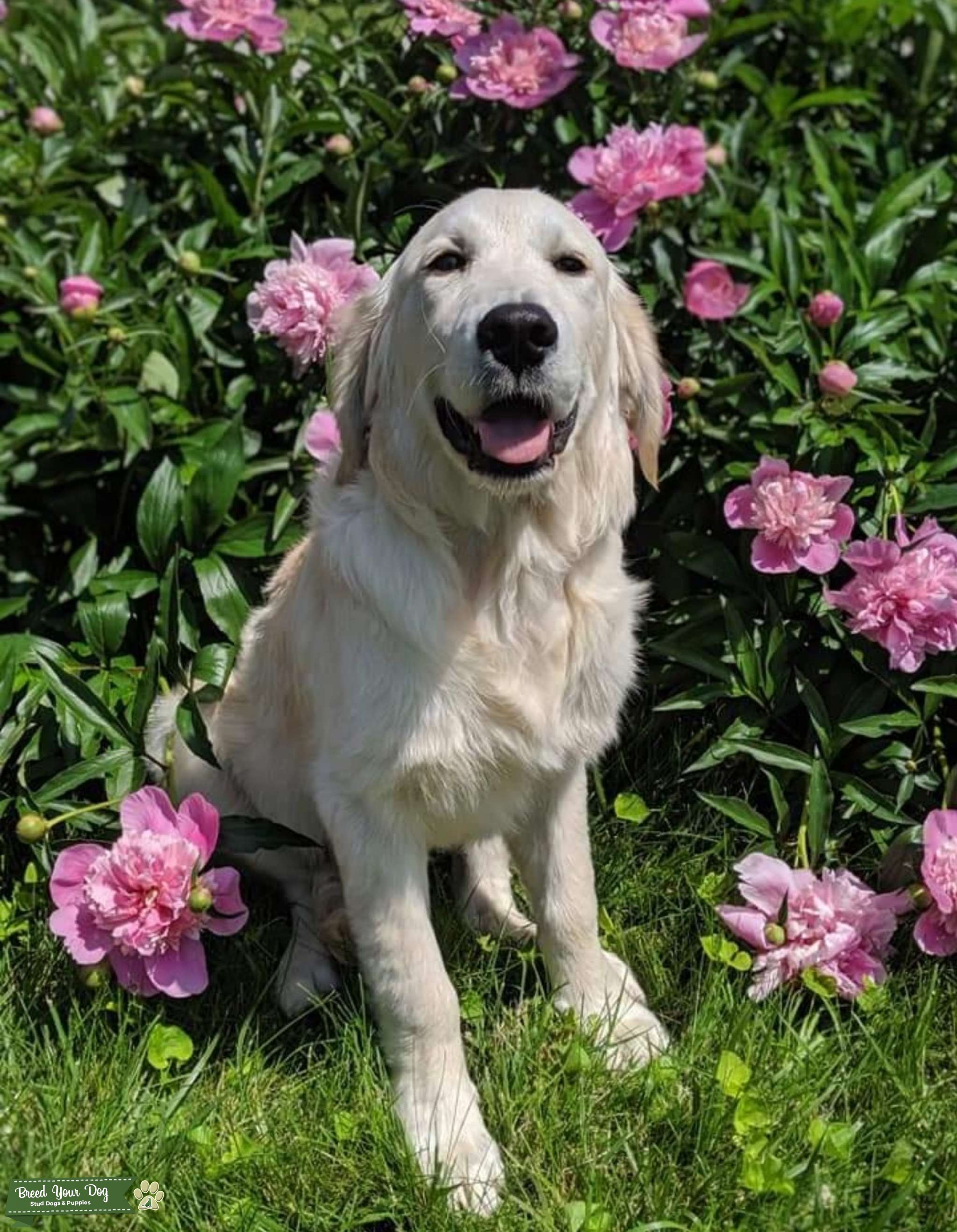 Light Golden Retriever - Stud Dog in MO, United States | Breed Your Dog