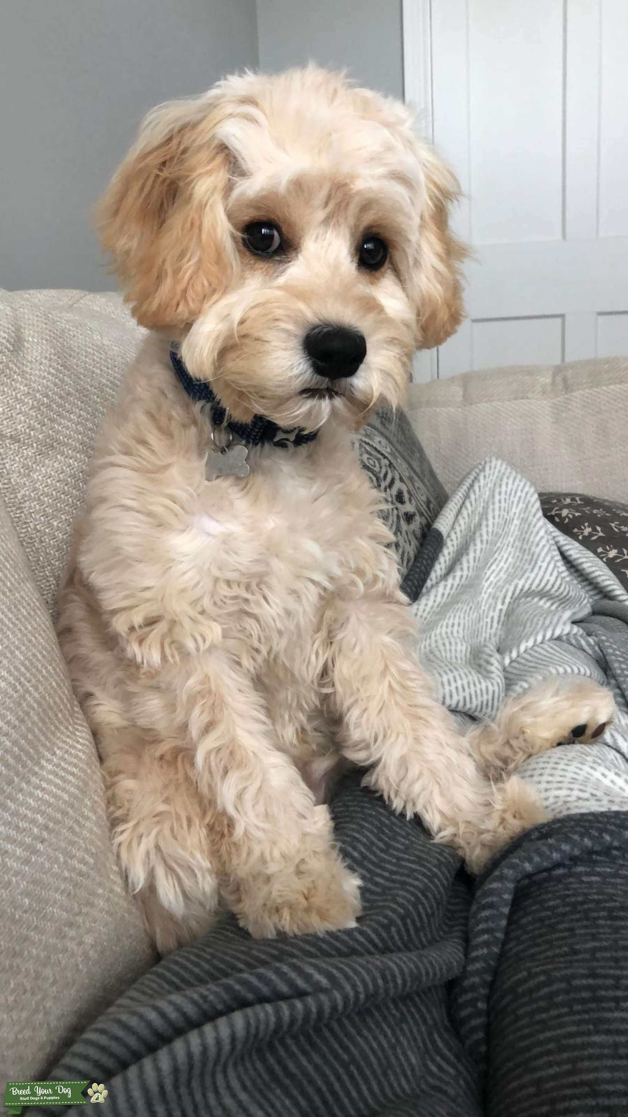 Beautiful Male Cavapoo - Stud Dog in Nottinghamshire , the United ...