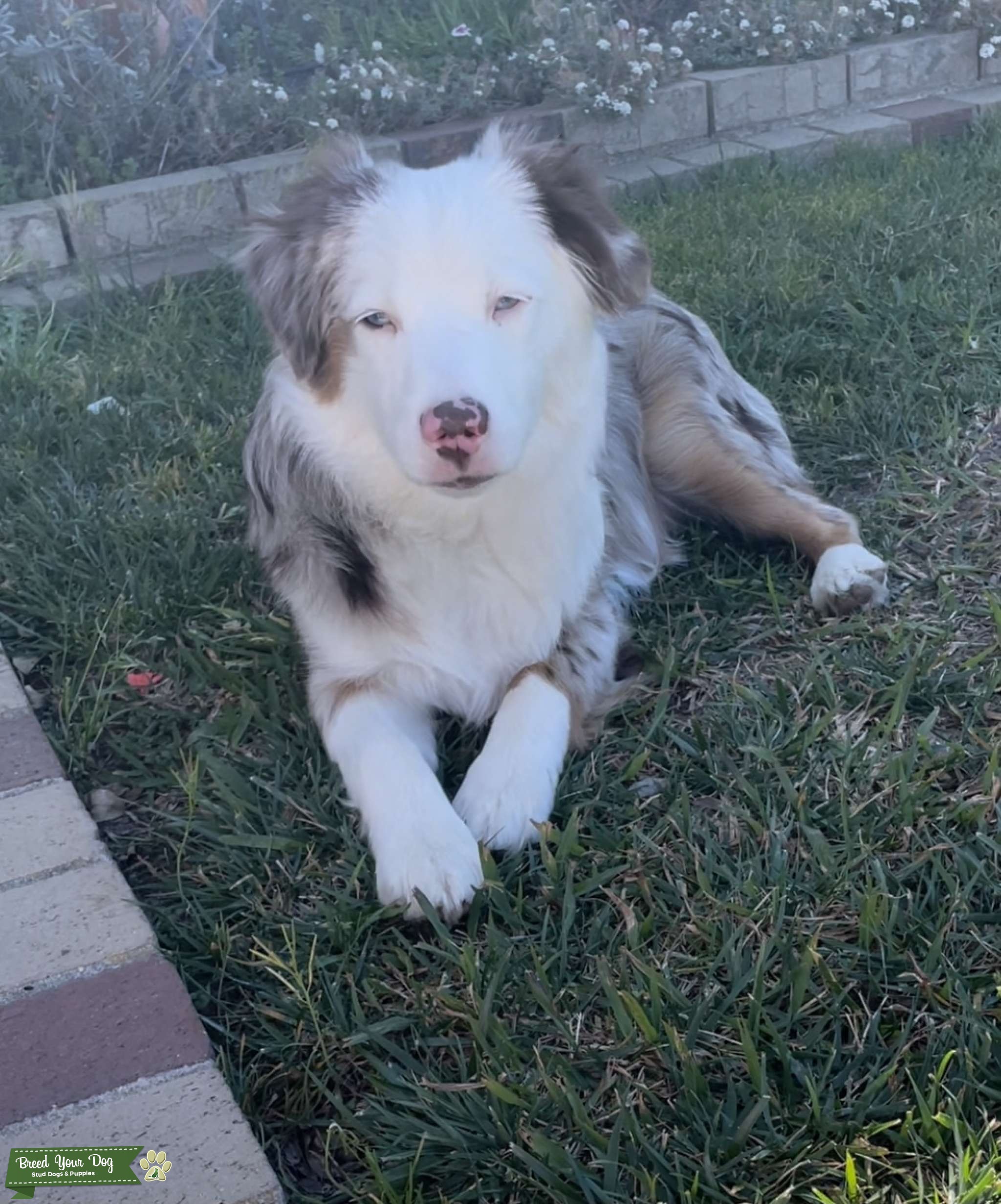 Miniature Aussie Stud - Stud Dog in California , the United States ...