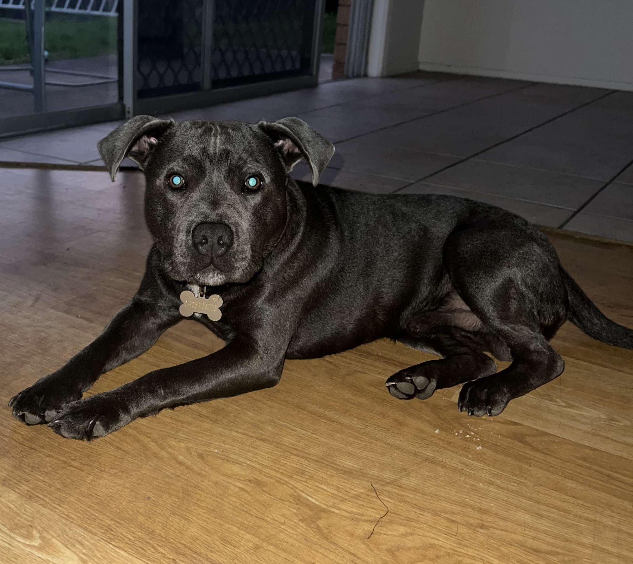 Blue English Staffy Stud - Stud Dog in Queensland, Australia | Breed ...