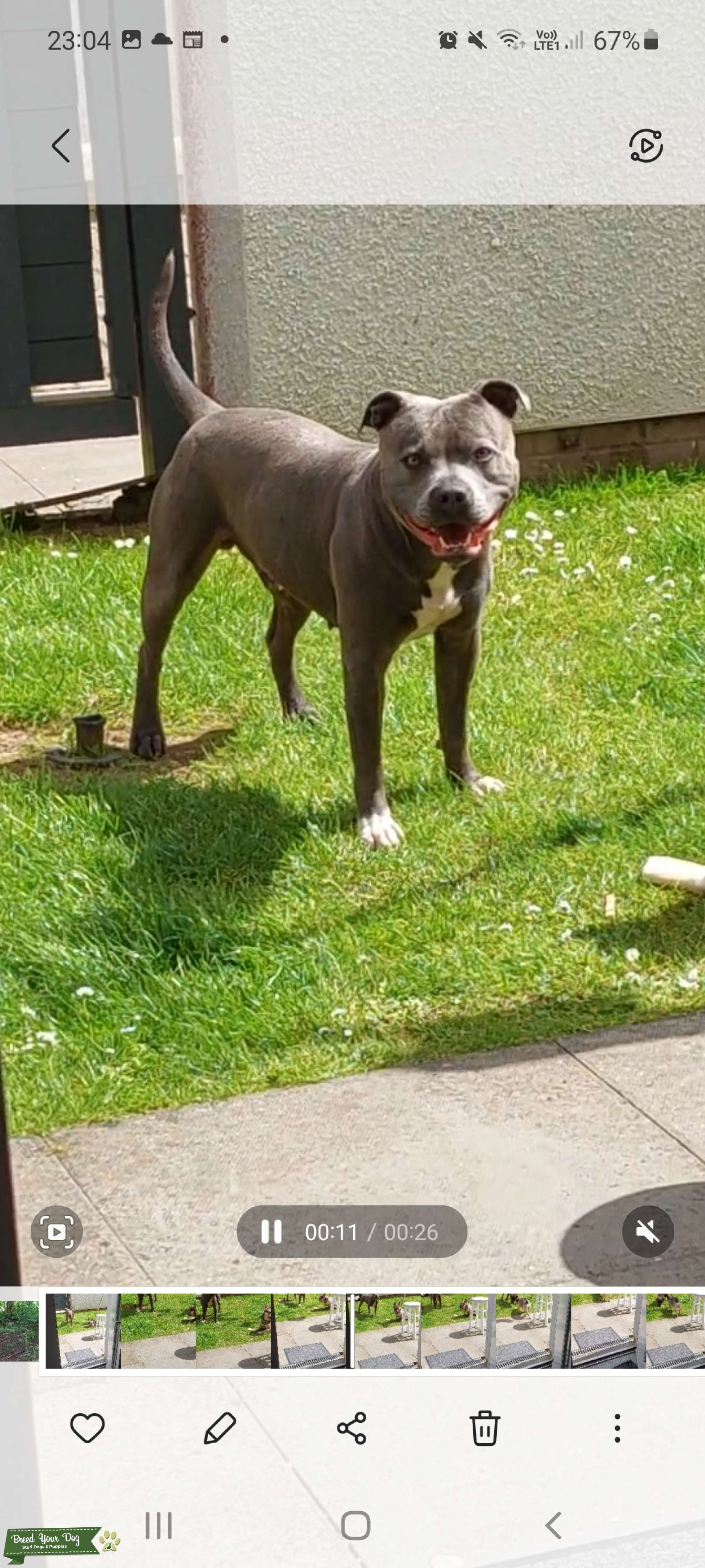 I have my beautiful blue staffy ready for stud - Stud Dog in North ...