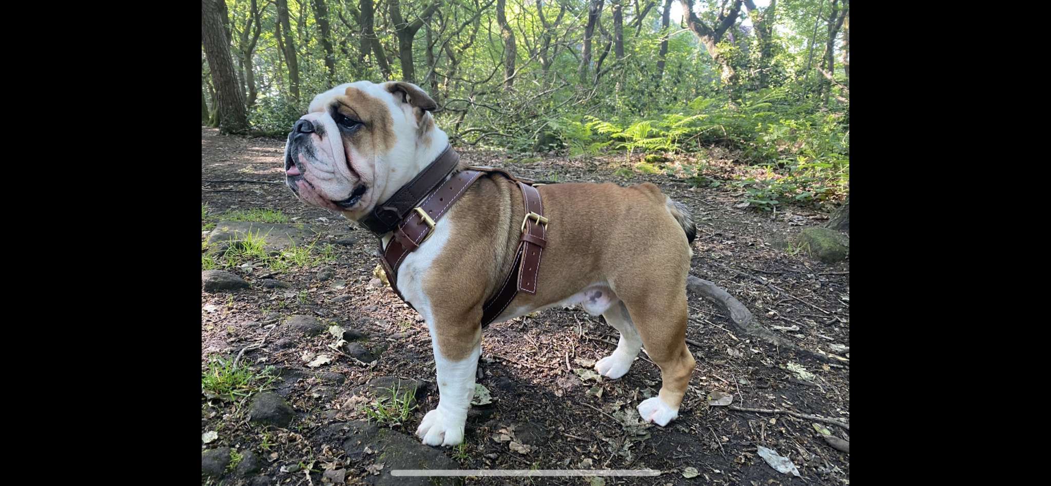 Stud for hire - Stud Dog in Yorkshire , United Kingdom | Breed Your Dog