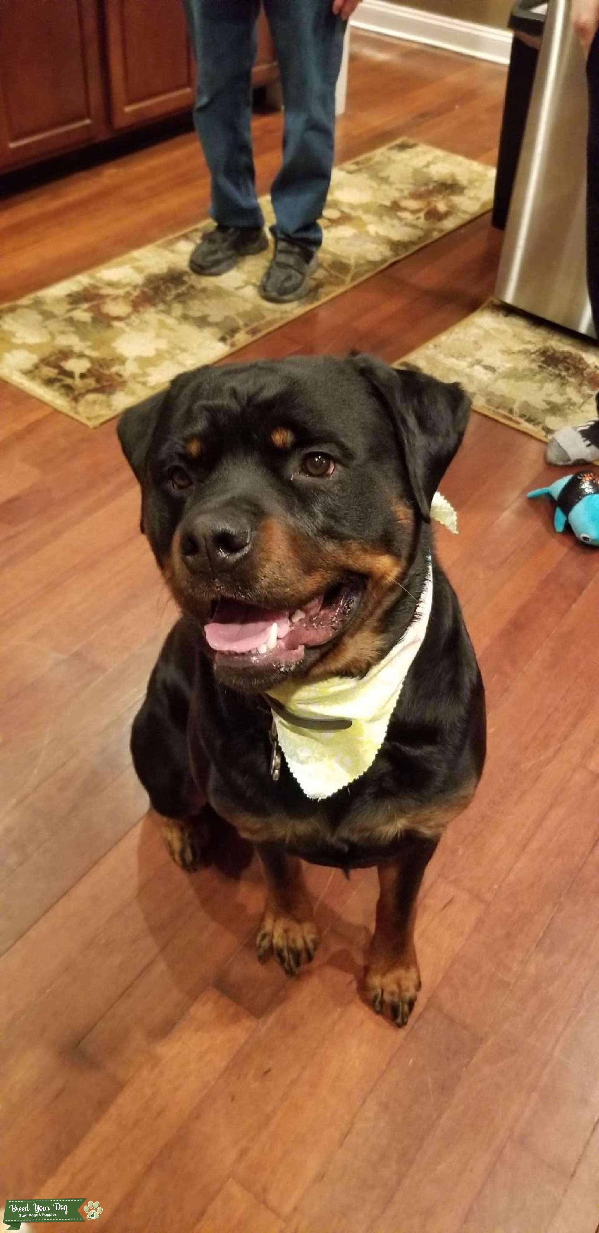 Rottweiler AKC purebred looking for love - Stud Dog in NY, the United ...