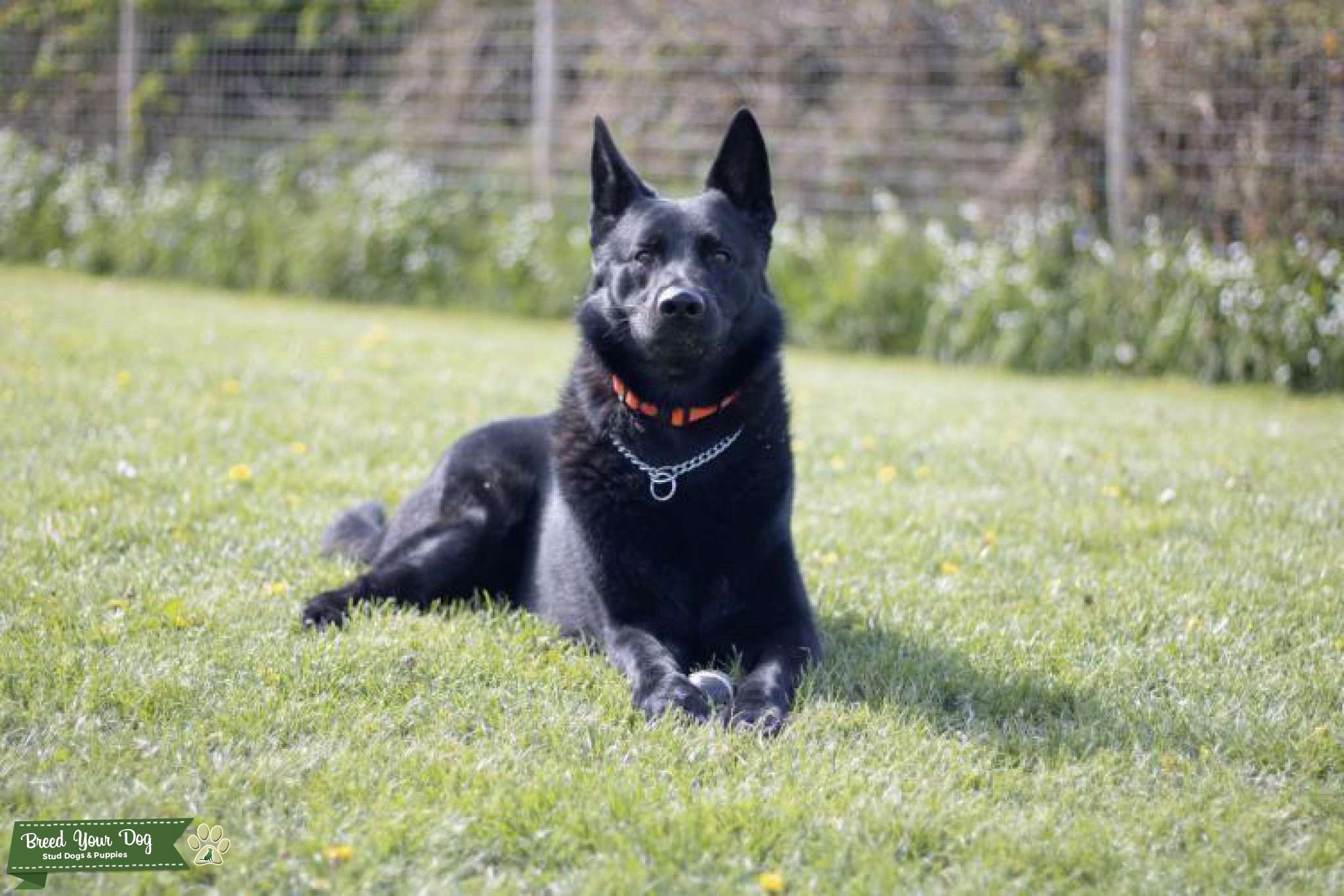 Black working line German shepherd for stud - Stud Dog South Yorkshire ...
