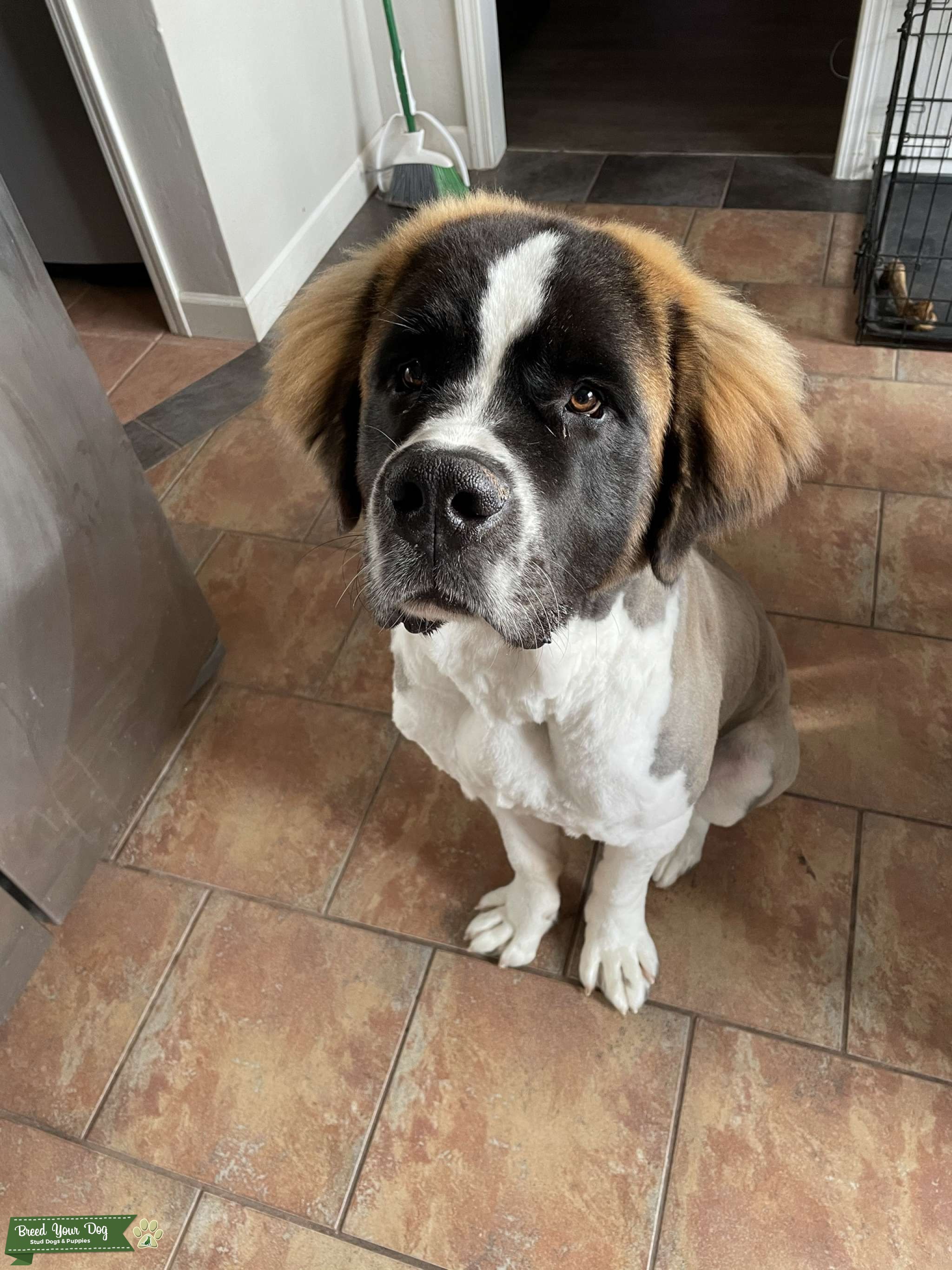 St. Bernard Stud - Stud Dog in Amarillo , the United States | Breed ...