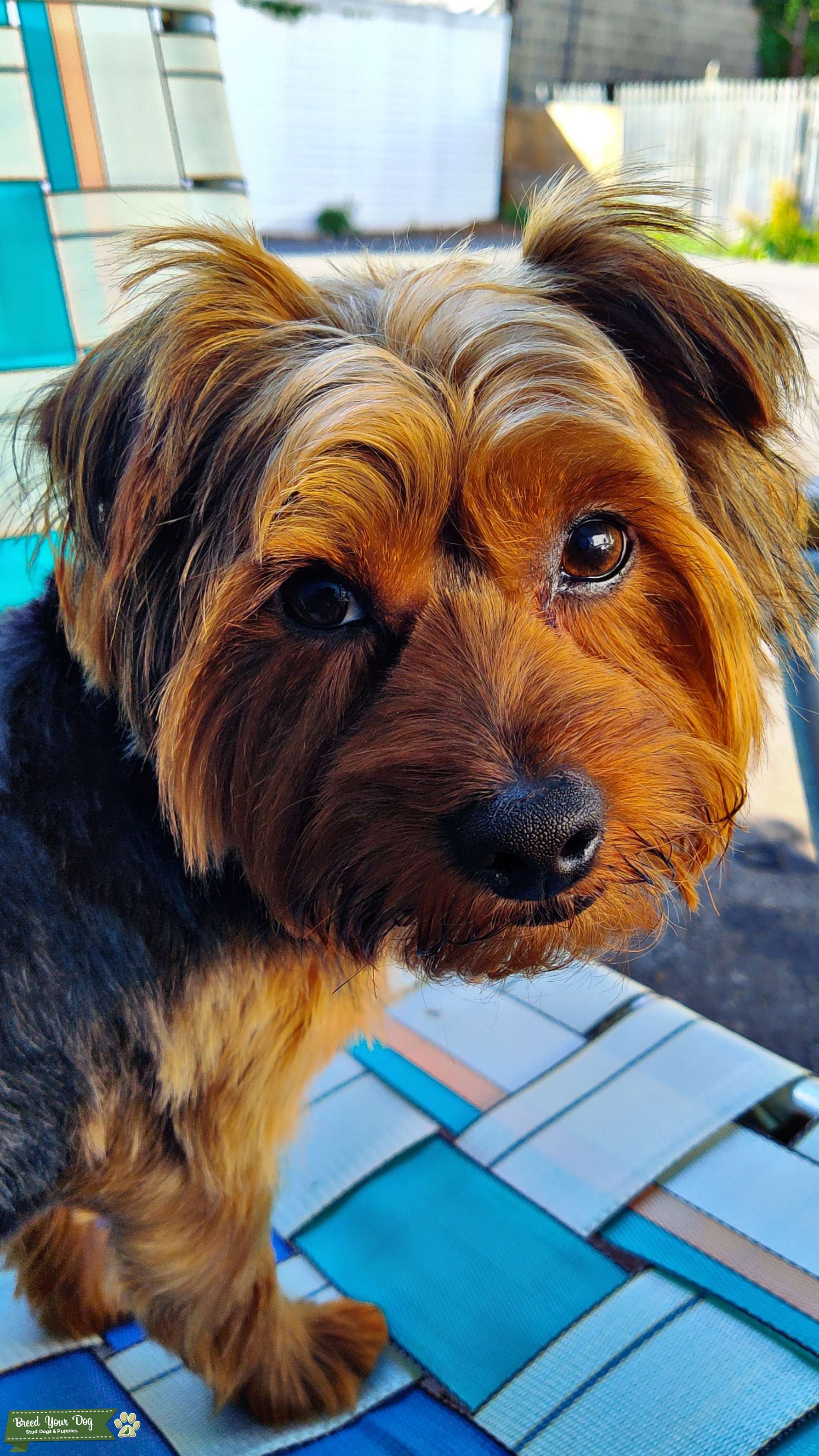 Pure Breed Yorkie Stud Looking For Mate! - Stud Dog in Pennsylvania ...