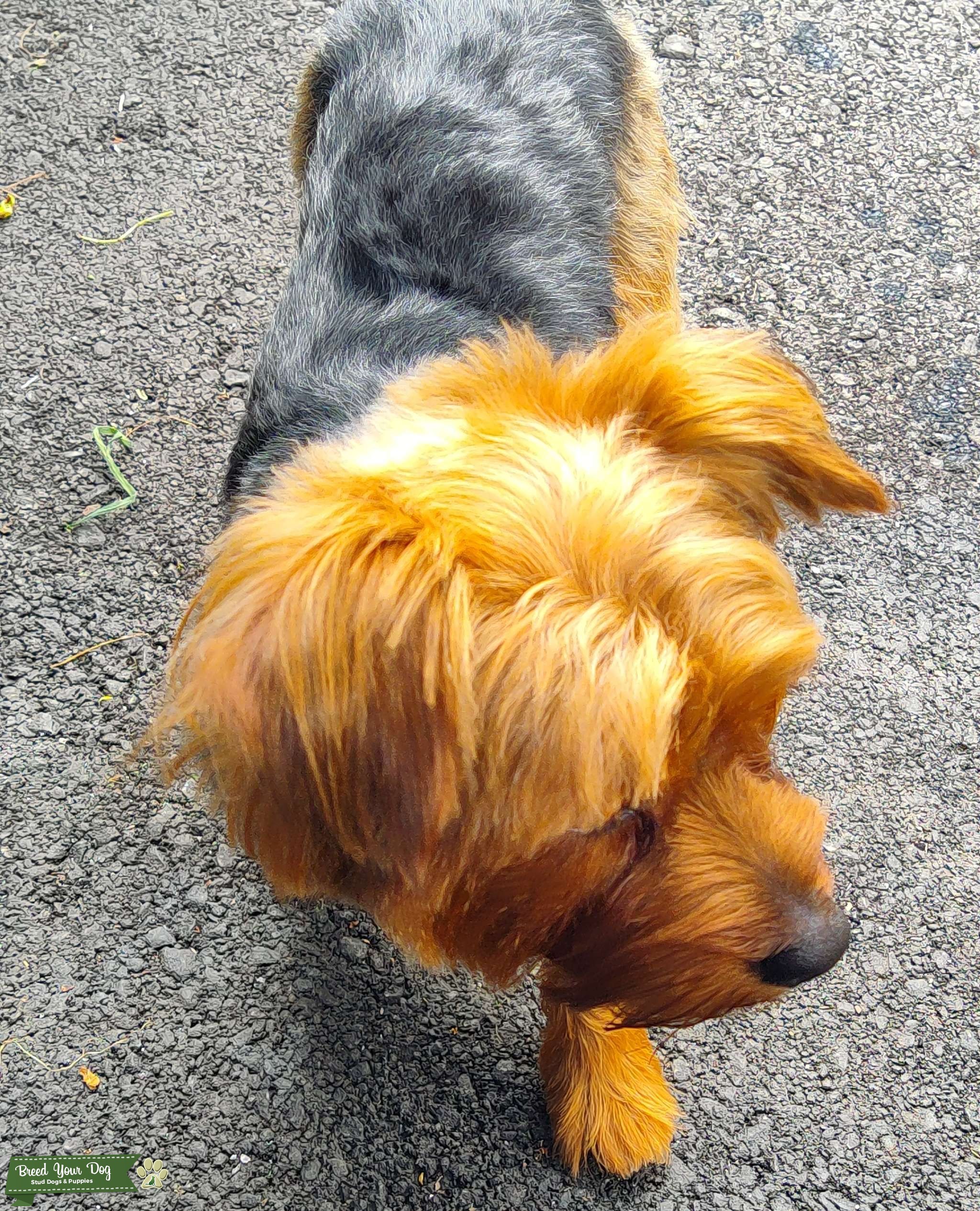 Pure Breed Yorkie Stud Looking For Mate! - Stud Dog in Pennsylvania ...
