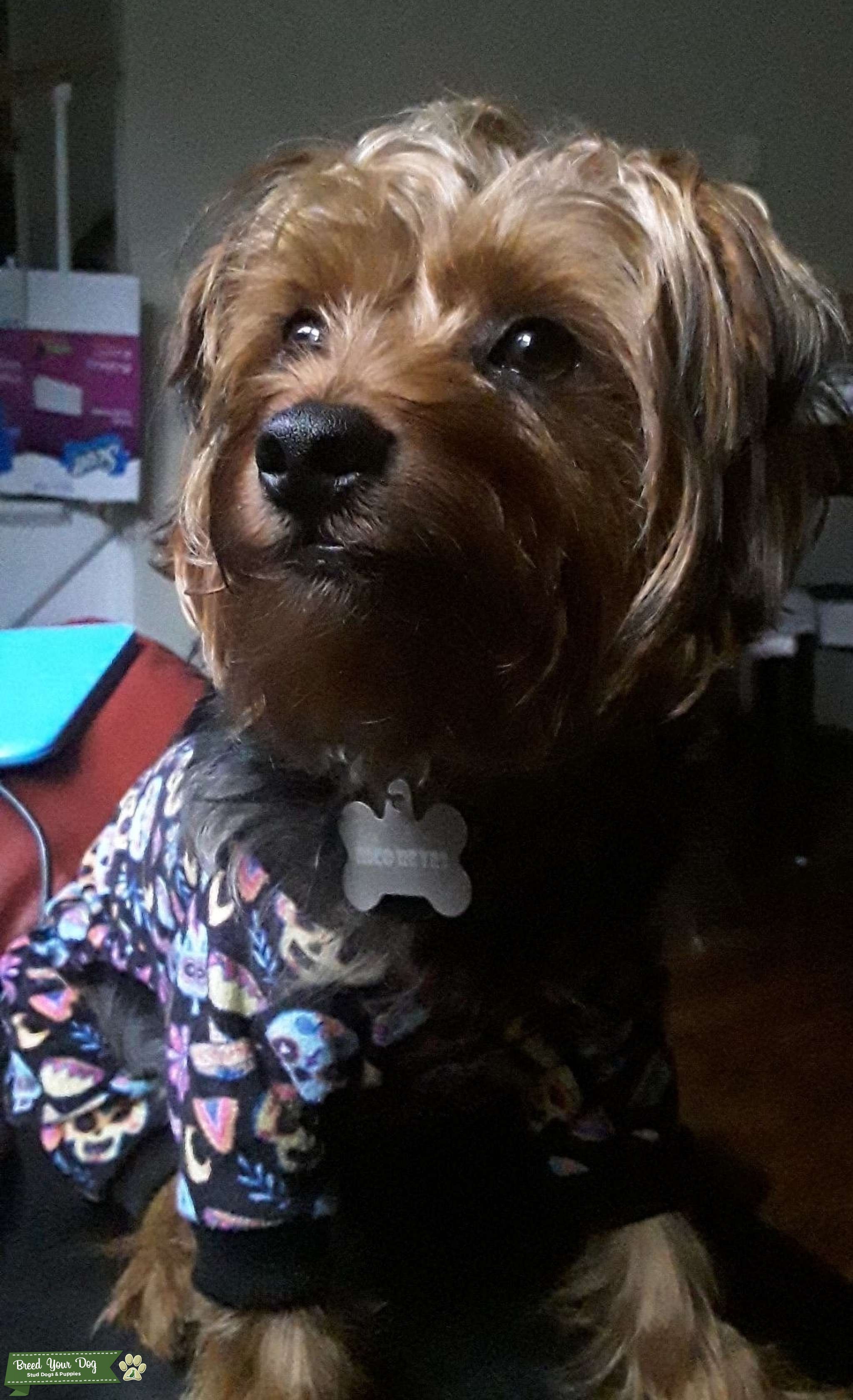 Pure Breed Yorkie Stud Looking For Mate! - Stud Dog in Pennsylvania ...