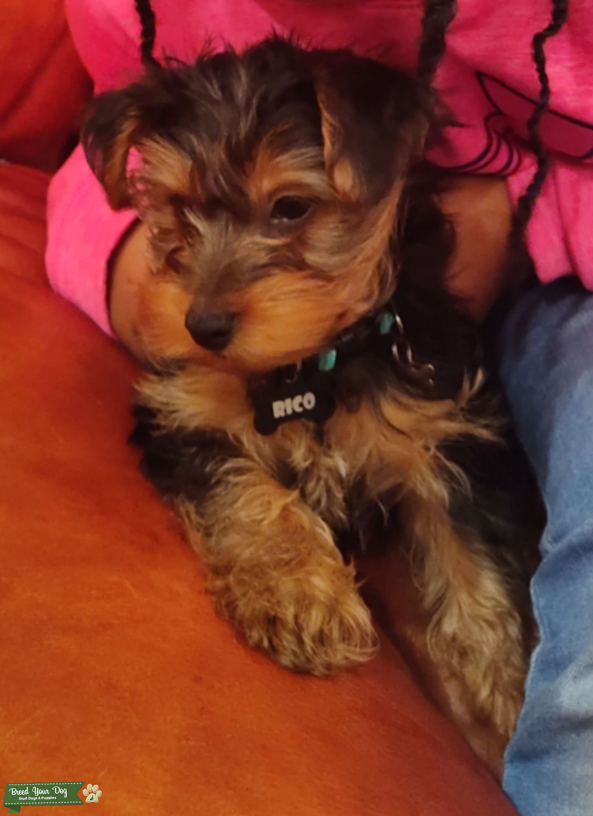 Pure Breed Yorkie Stud Looking For Mate! - Stud Dog in Pennsylvania ...