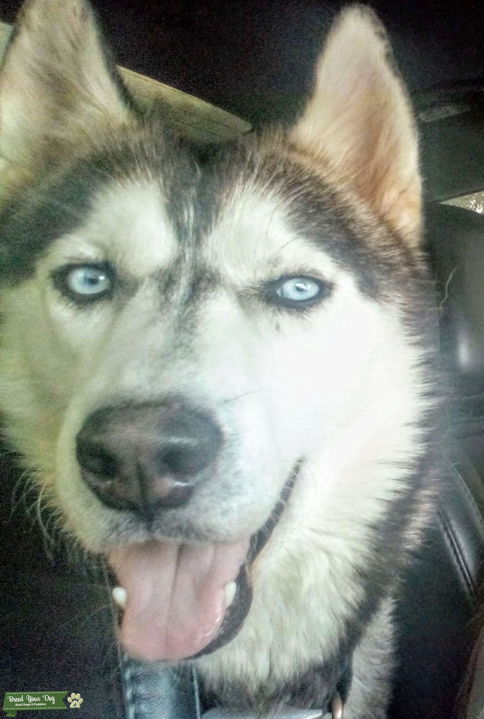 Purebred Siberian Huskey - Stud Dog in AR, the United States | Breed ...