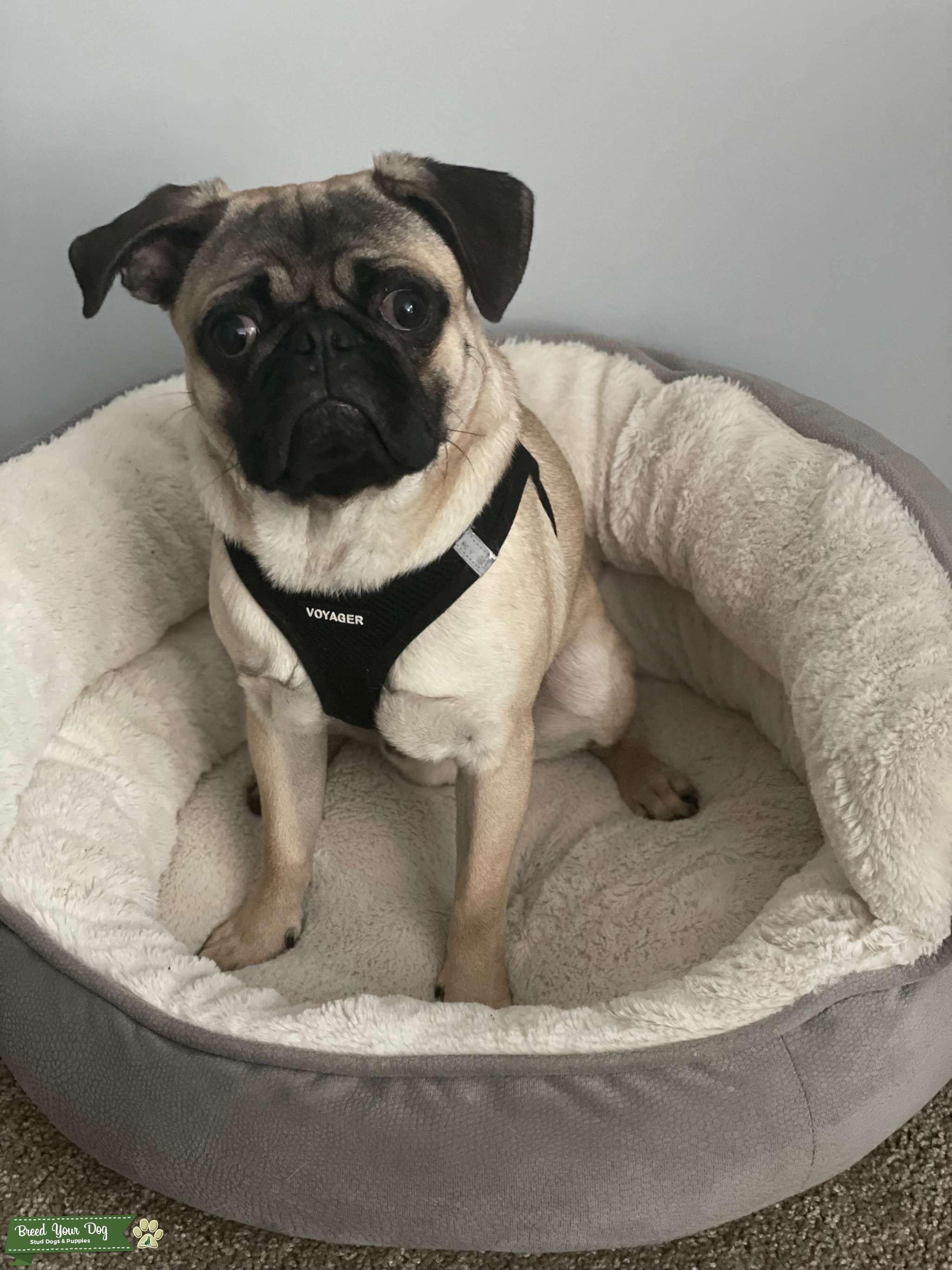 Purebred Pug Stud Available - Stud Dog in Pennsylvania, the United ...