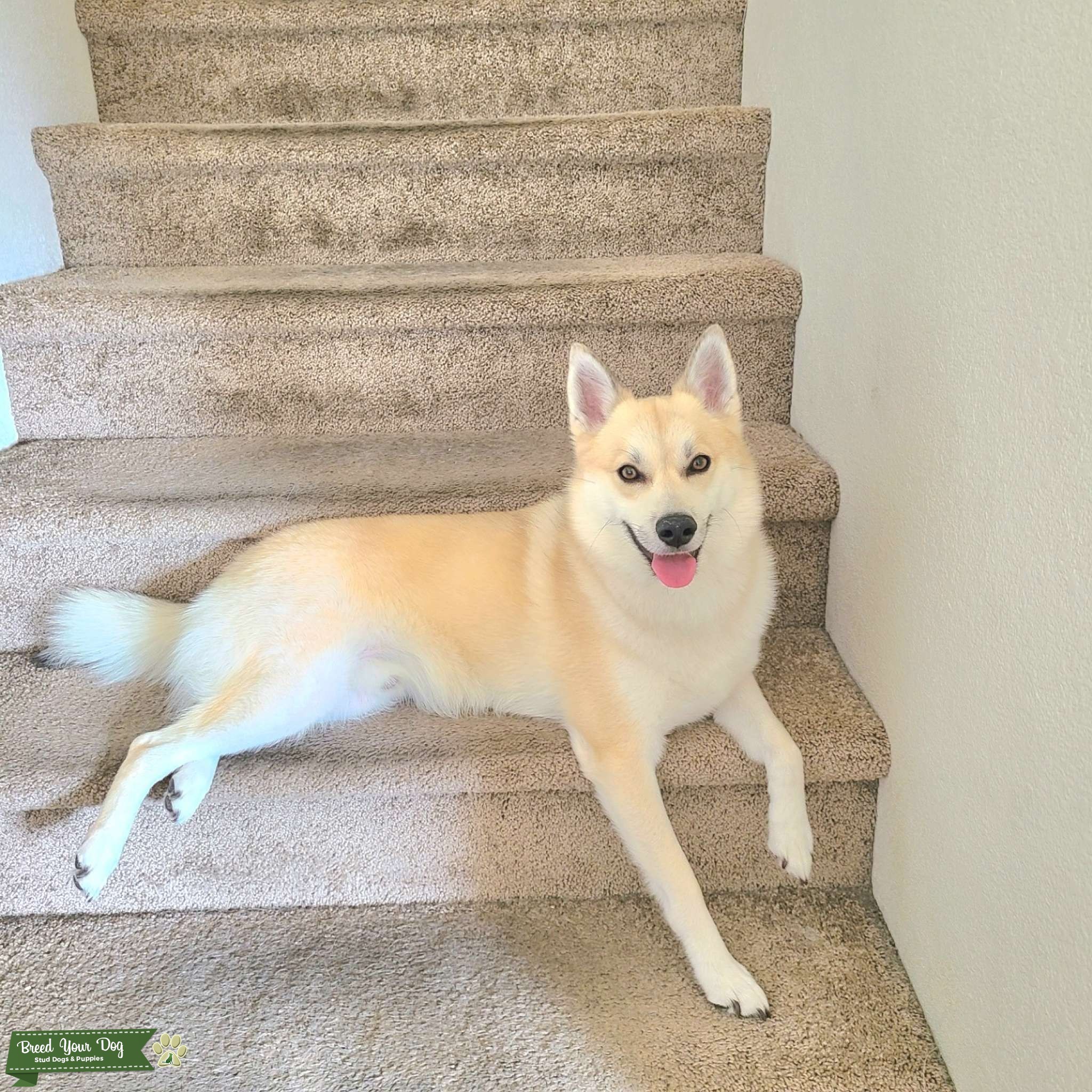 Creme Sable Pomsky Stud - Pedigree, Healthy and Ready For Love - Stud ...