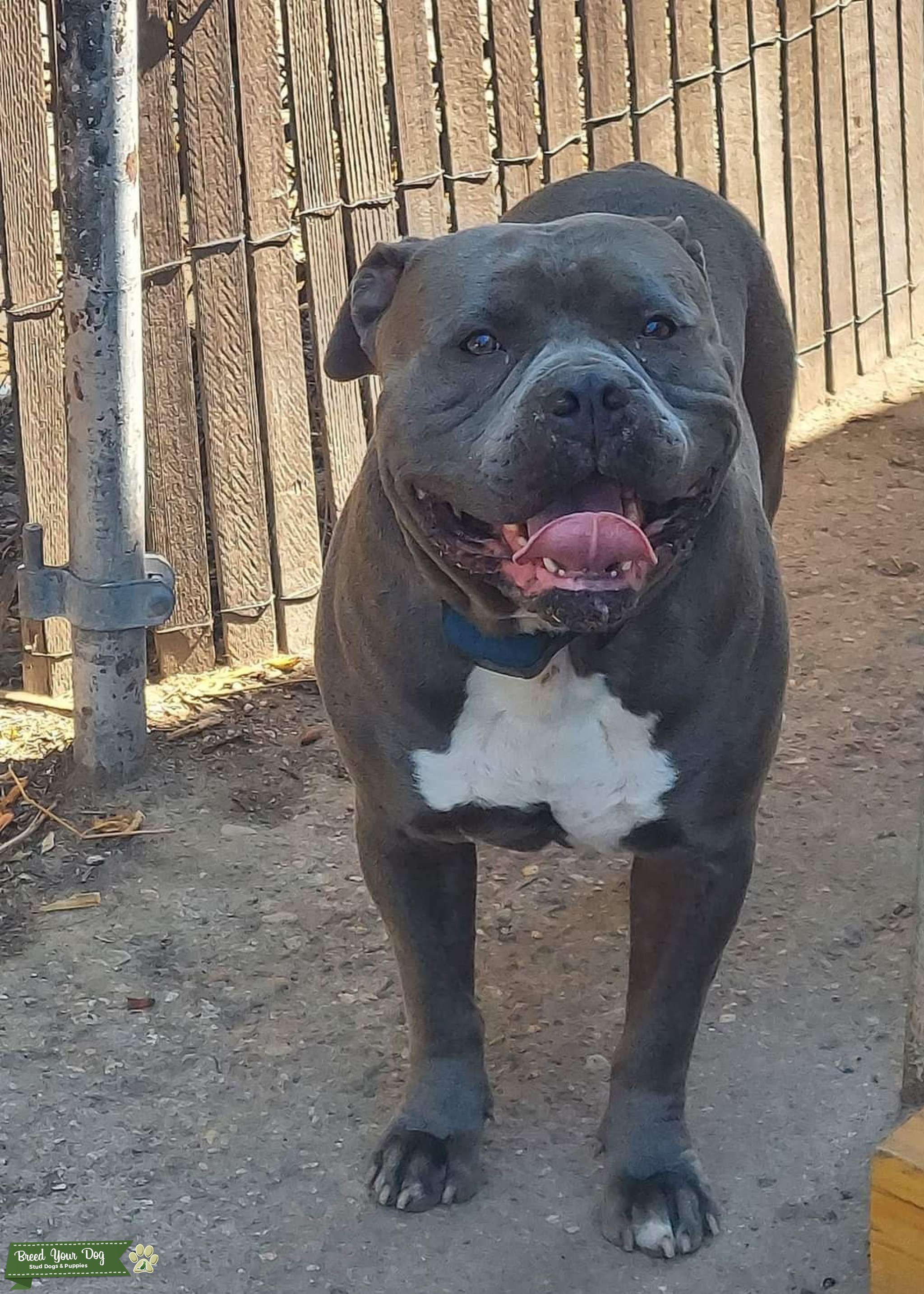 XL Blue American Bully from Colorado - Stud Dog in CO, the United ...