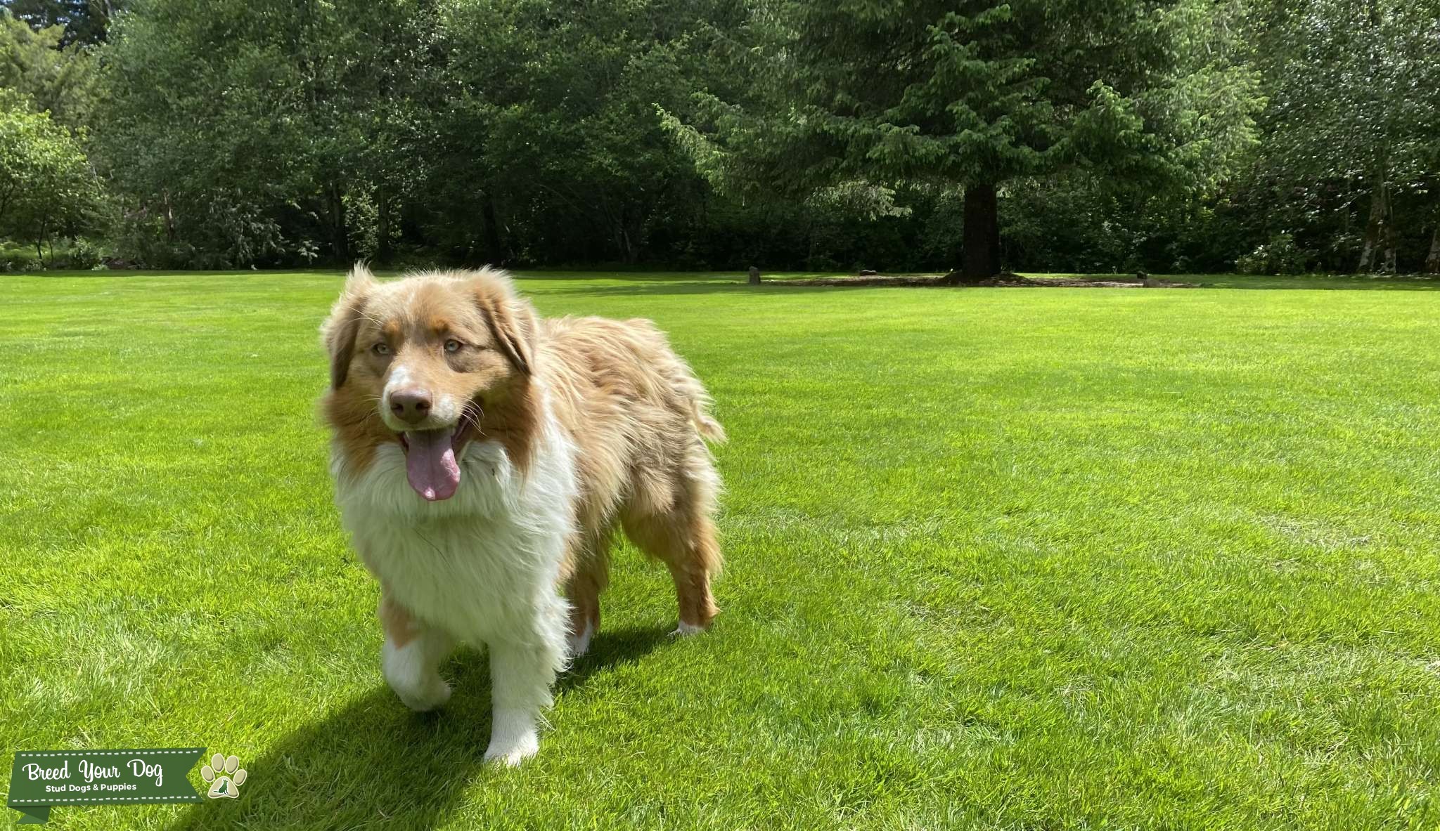 AKC Standard Australian shepherd - Stud Dog in California , United ...