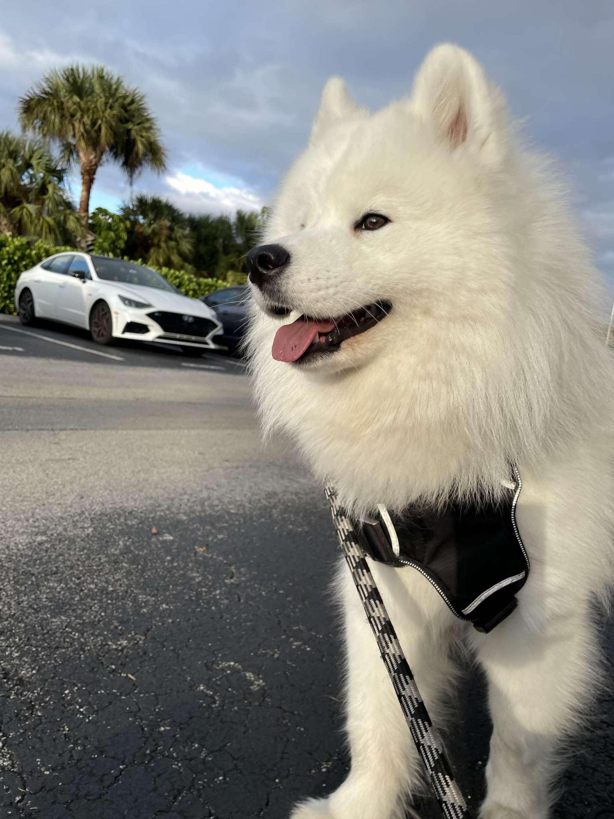 Bolt (Pure Bred Samoyed Stud) - Stud Dog in Miramar, Florida, the ...