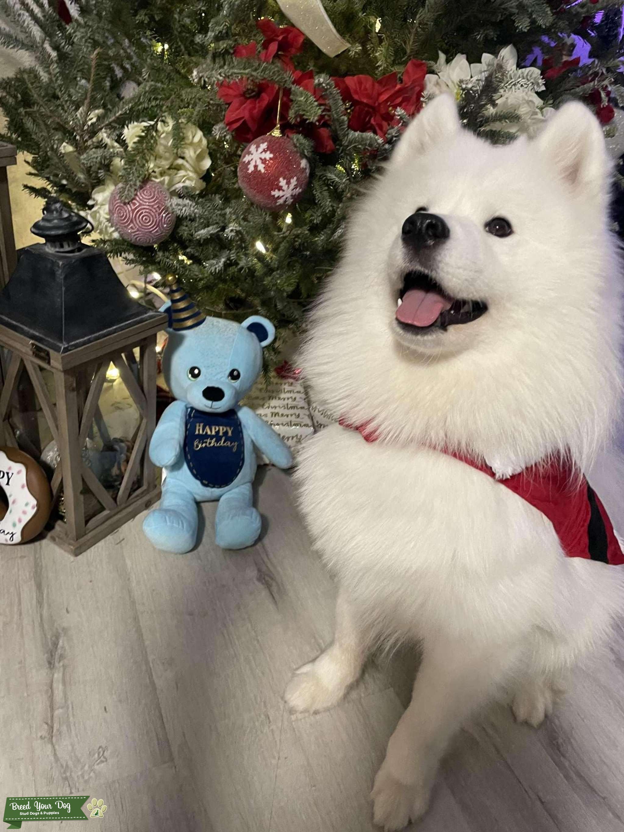 Bolt (Pure Bred Samoyed Stud) - Stud Dog Miramar, Florida - Breed Your Dog
