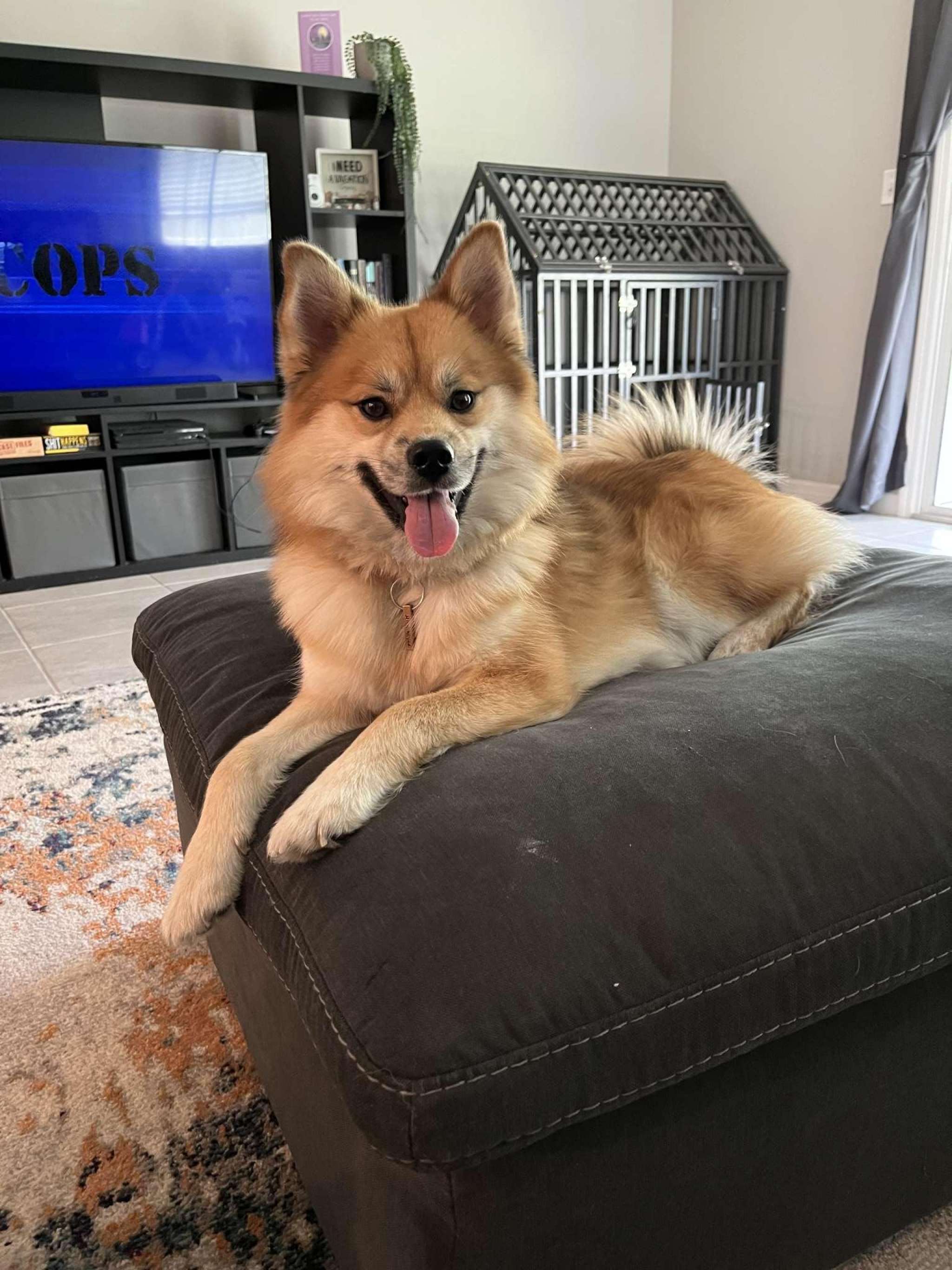 Pomsky Stud - Stud Dog in Flordia, the United States | Breed Your Dog