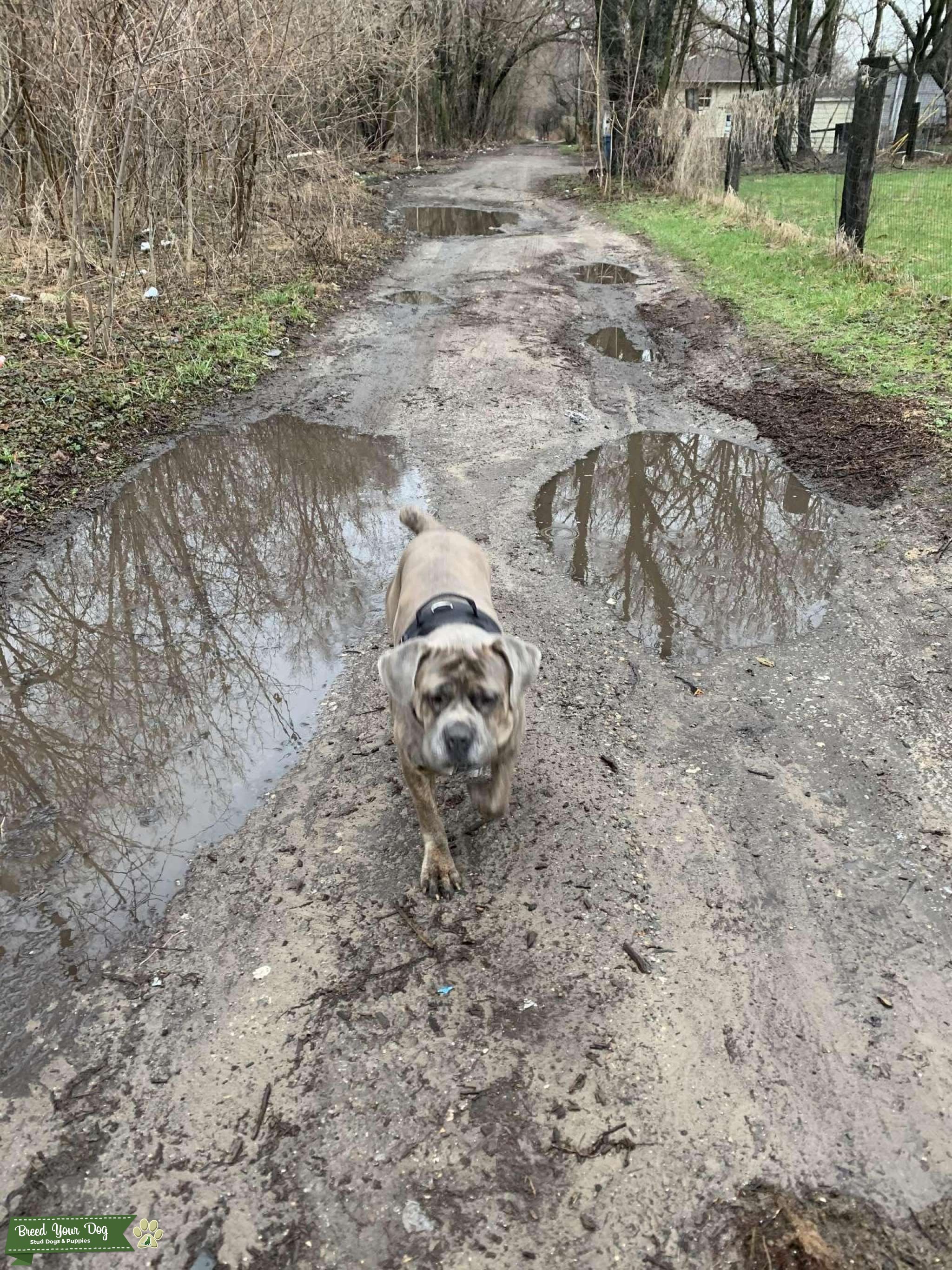 PABLO ICCF REGISTERED - Stud Dog in Will, the United States | Breed ...