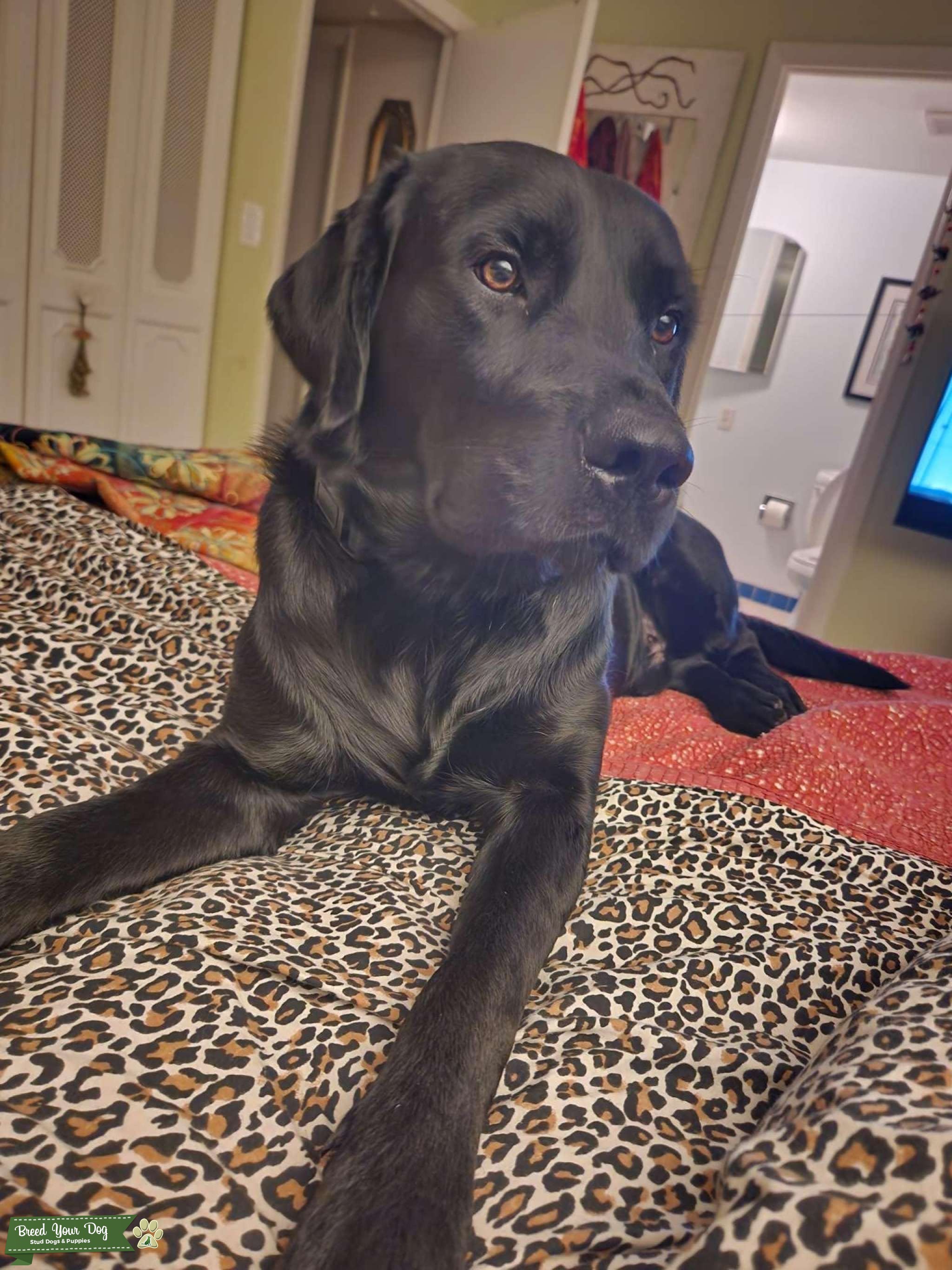 Perfect black Labrador! - Stud Dog in South east, the United States ...