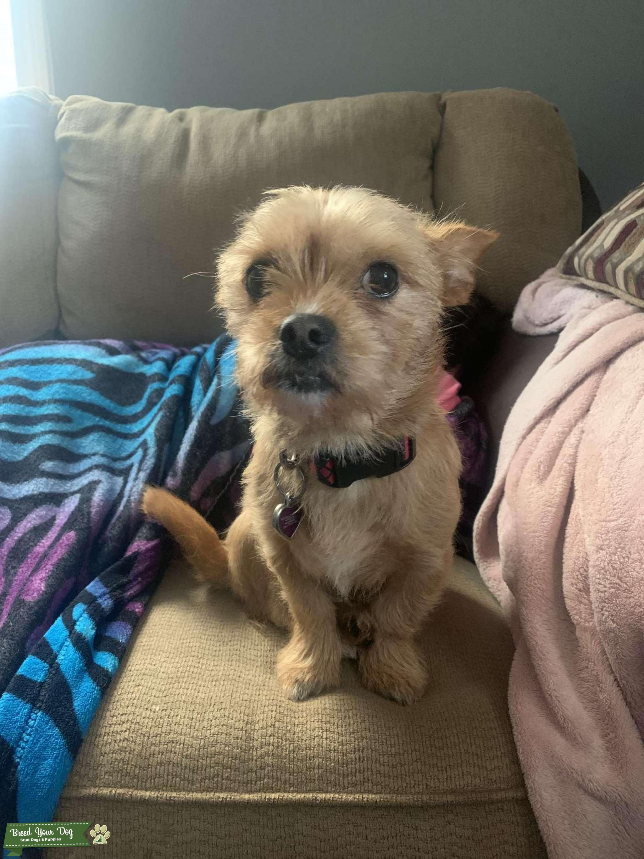 golden female rat tailed terrier - Stud Dog in rhode island, the United ...