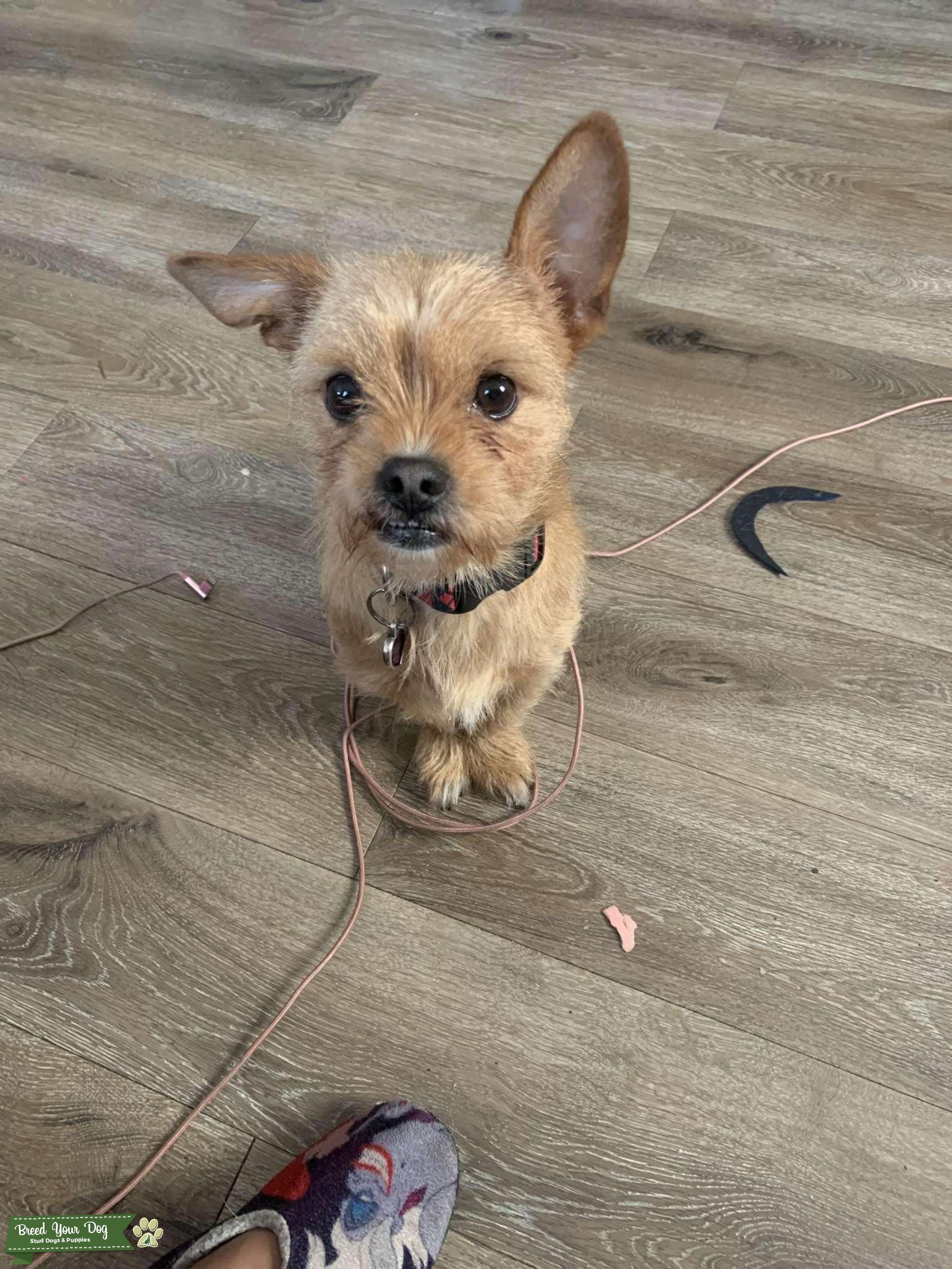 golden female rat tailed terrier - Stud Dog in rhode island, the United ...