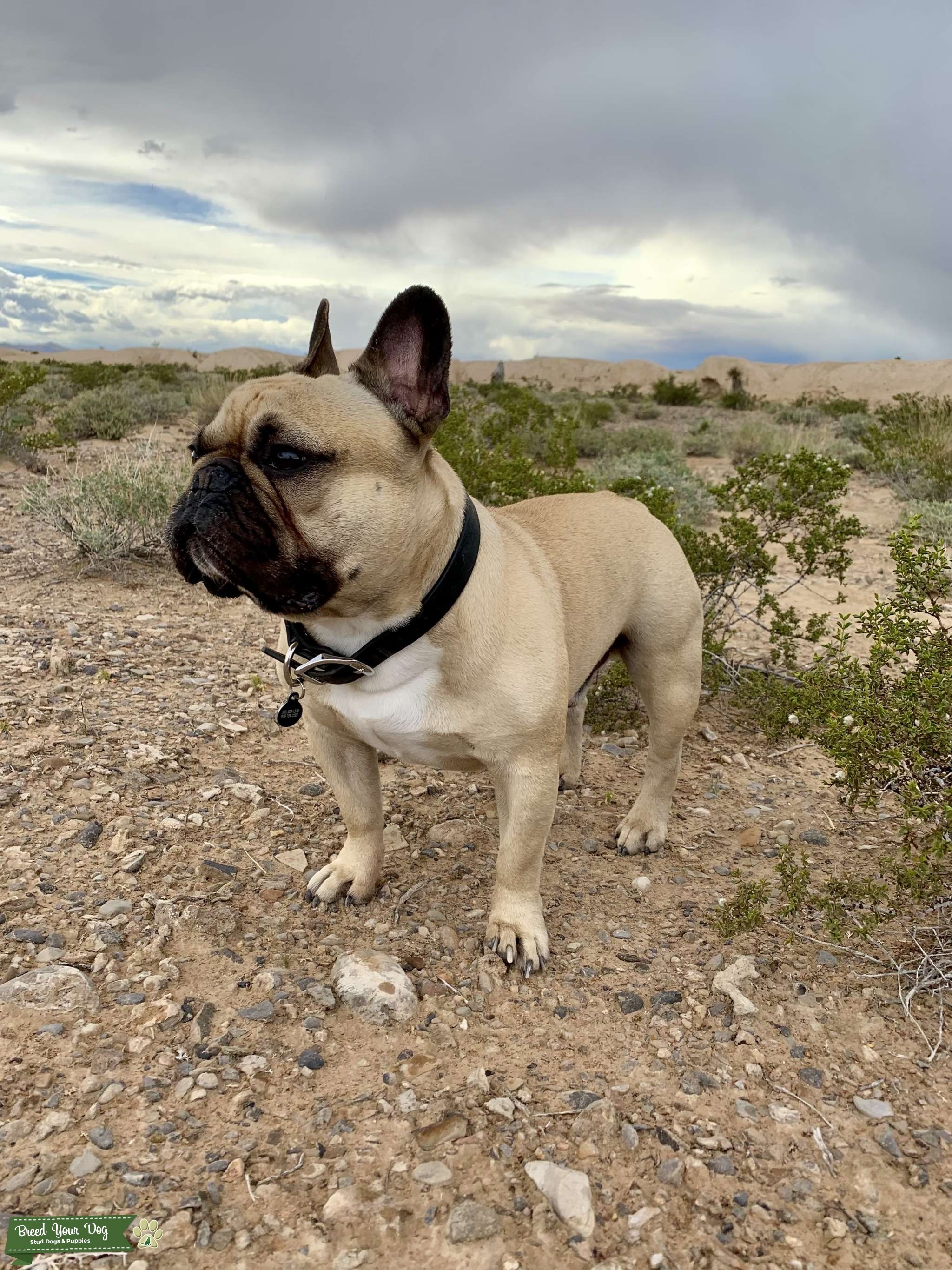 Stalky Black Mask Fawn - Stud Dog in CO, the United States | Breed Your Dog