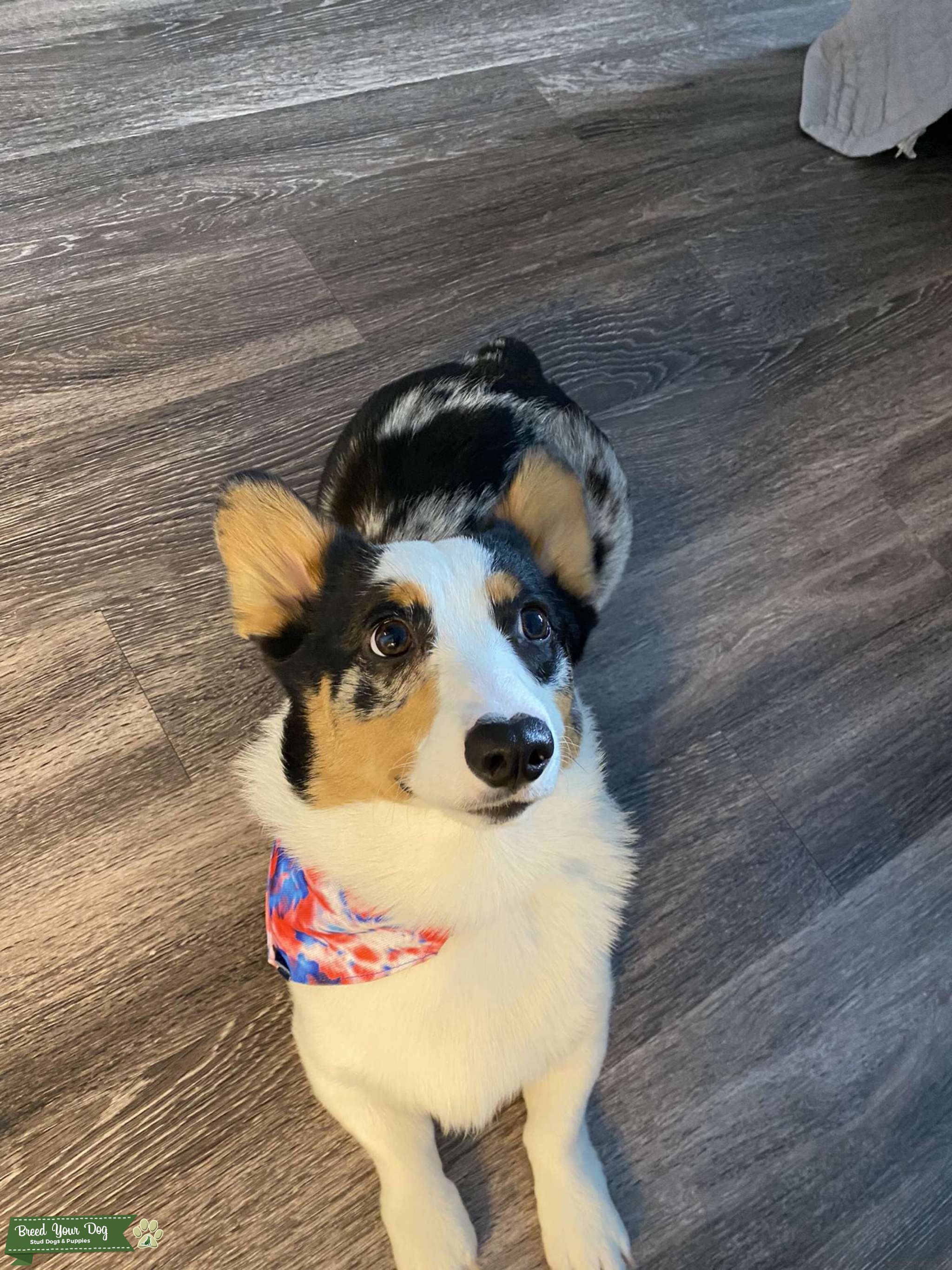 Blue Merle Corgi Stud - Stud Dog in Georgia, the United States | Breed ...