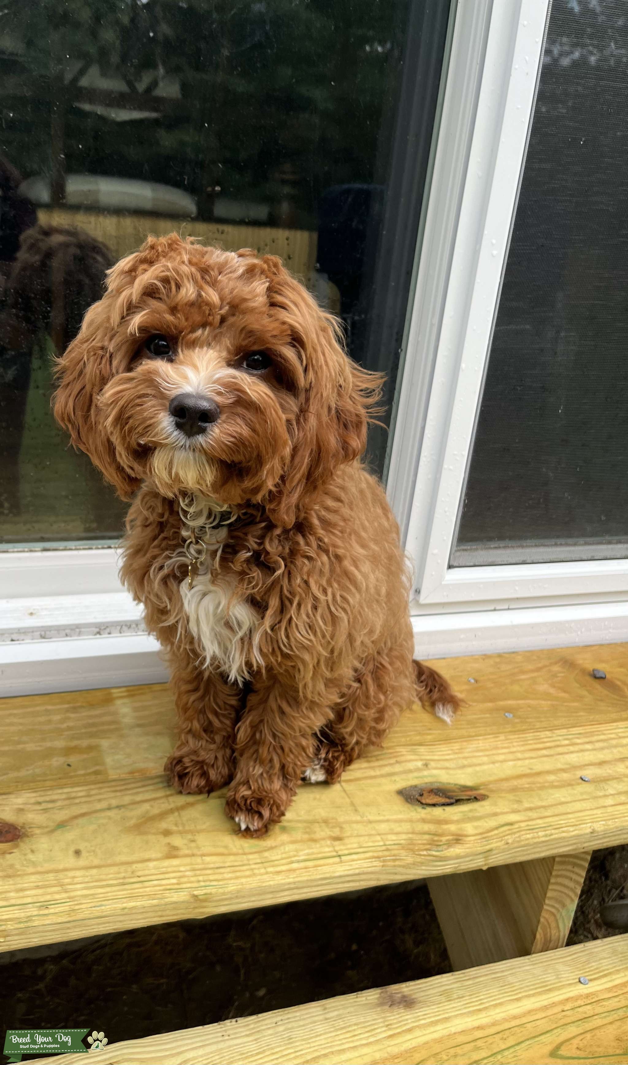 Cavapoo Stud - Stud Dog in Long Island, the United States | Breed Your Dog