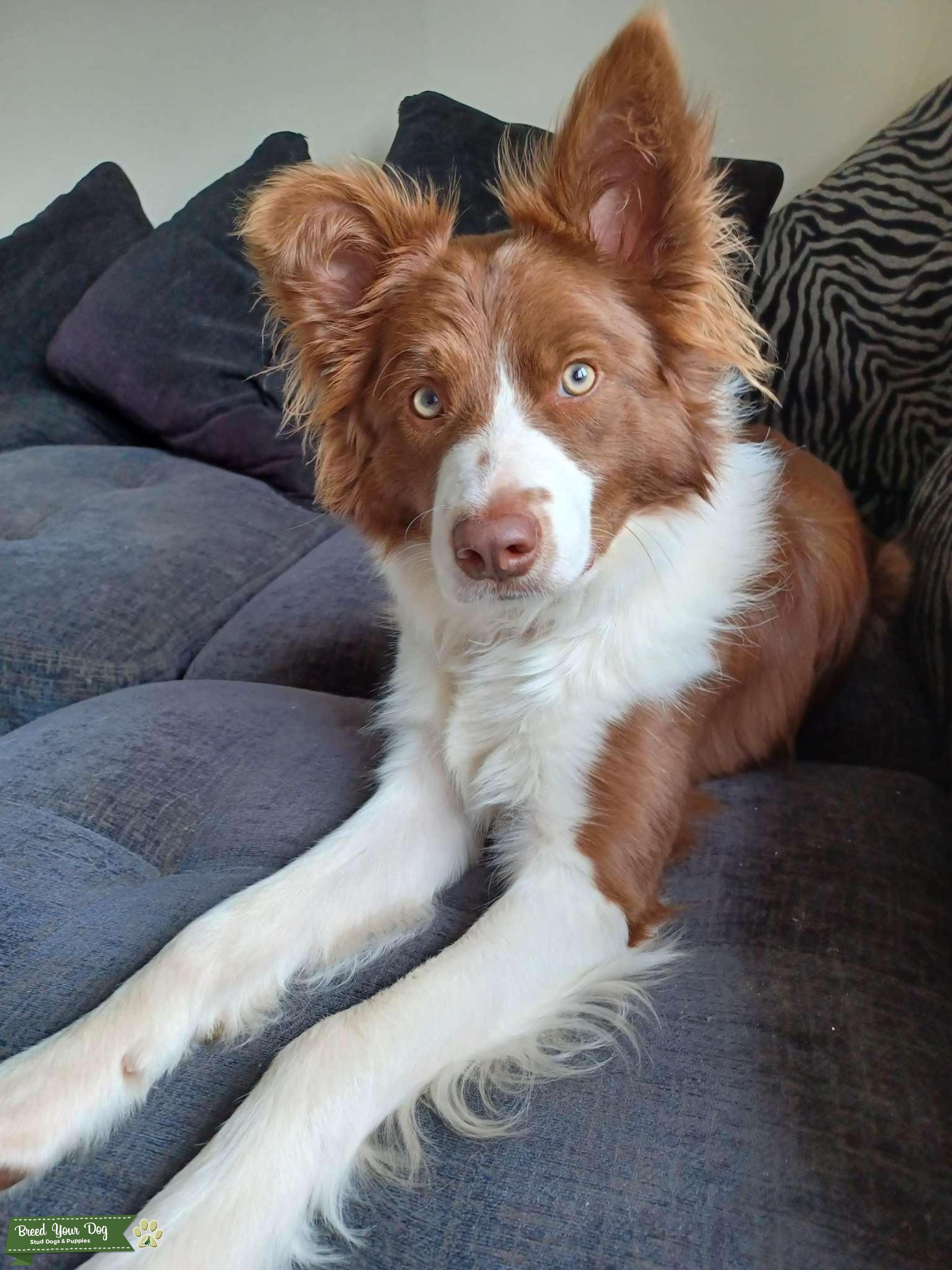 Red and white collie - Stud Dog Highlands - Breed Your Dog