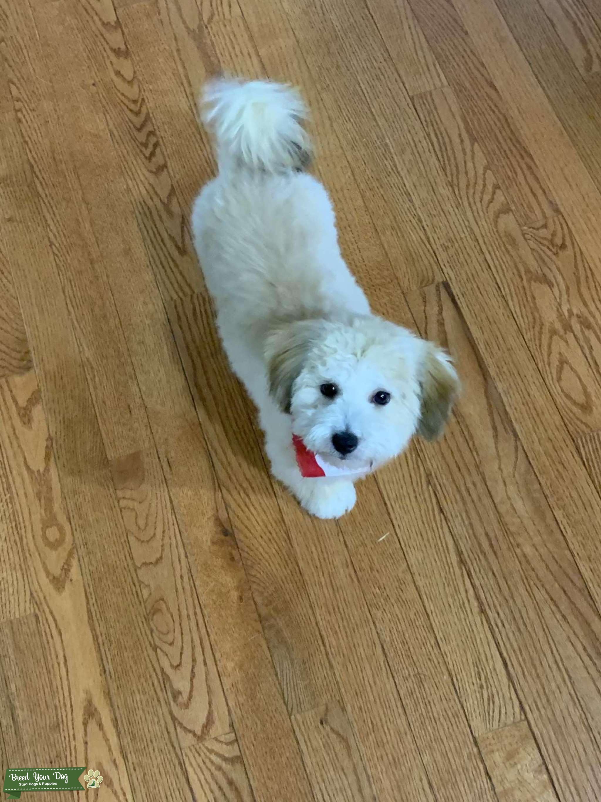 Looking to stud our male Havanese - Stud Dog Virginia - Breed Your Dog