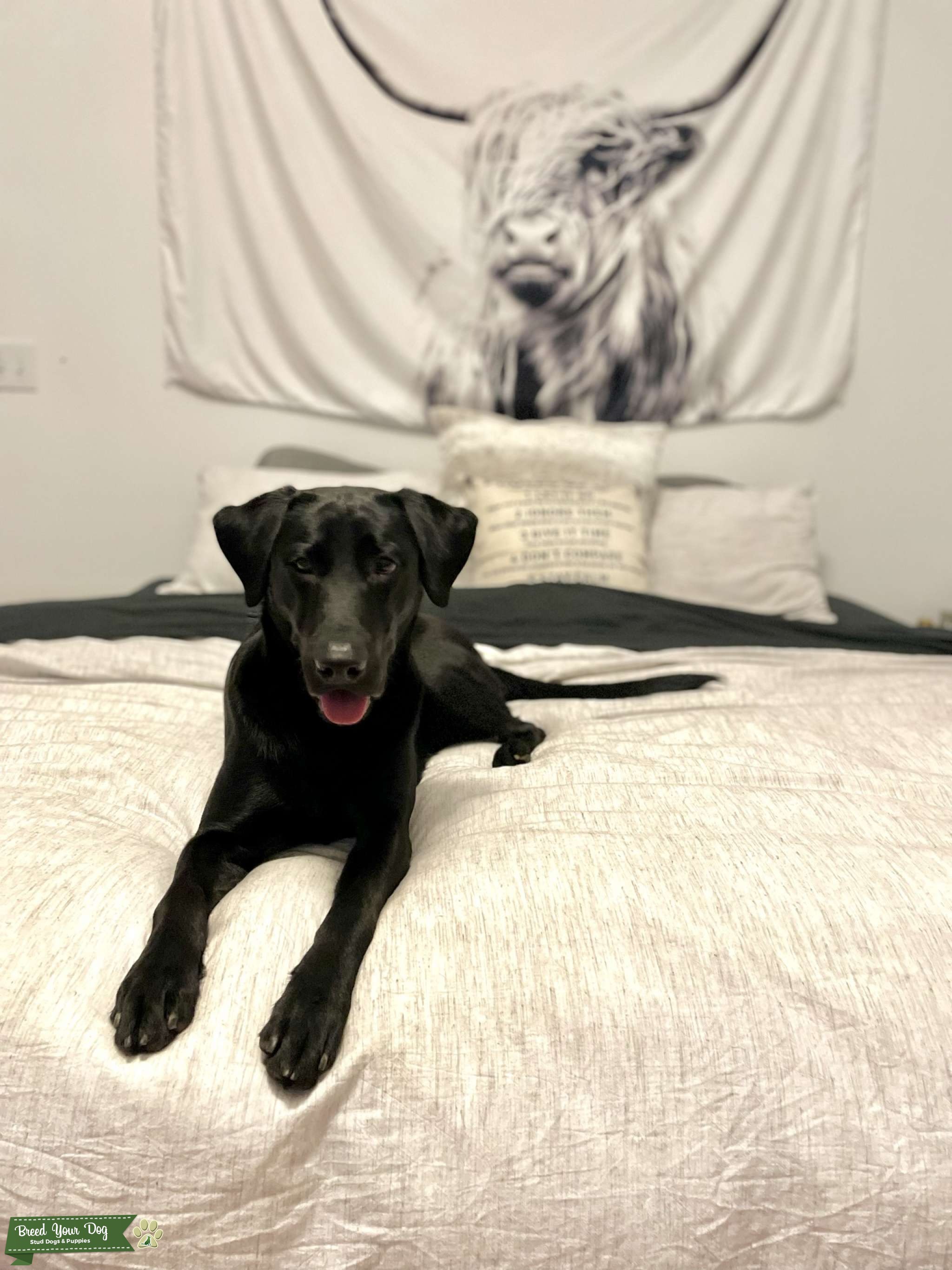 65 lb stud - Stud Dog North Carolina - Breed Your Dog