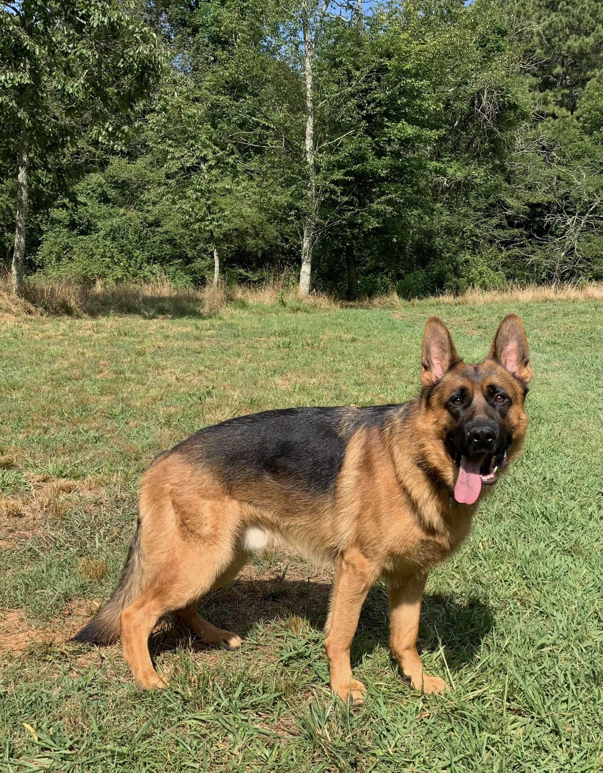 ADULT MALE GERMAN SHEPHERD - Stud Dog in GA, the United States | Breed ...