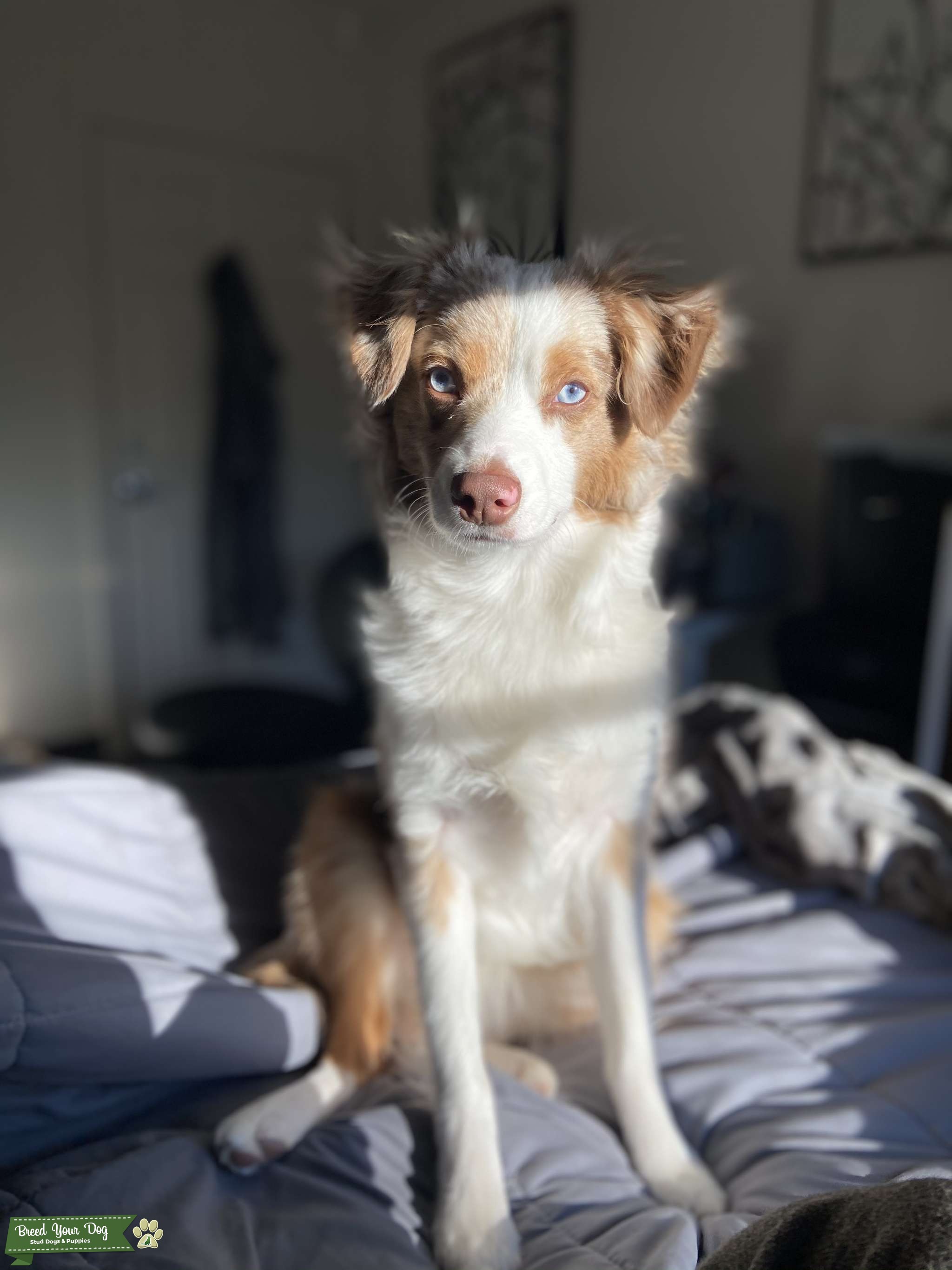 Red Merle Miniature Australian Shepard - Stud Dog in South East ...