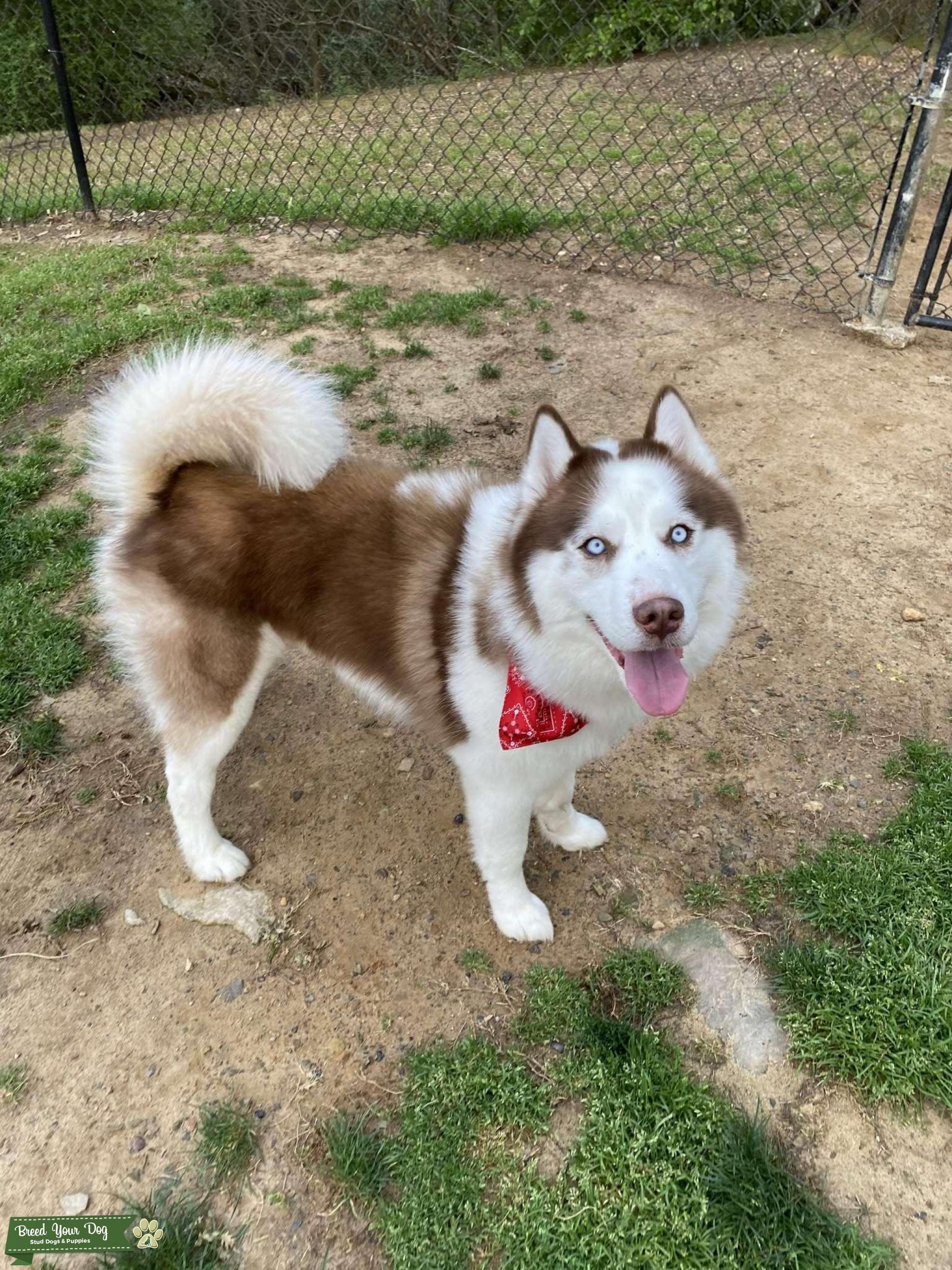 Red and white male Siberian Husky - Stud Dog in Albama, United States ...