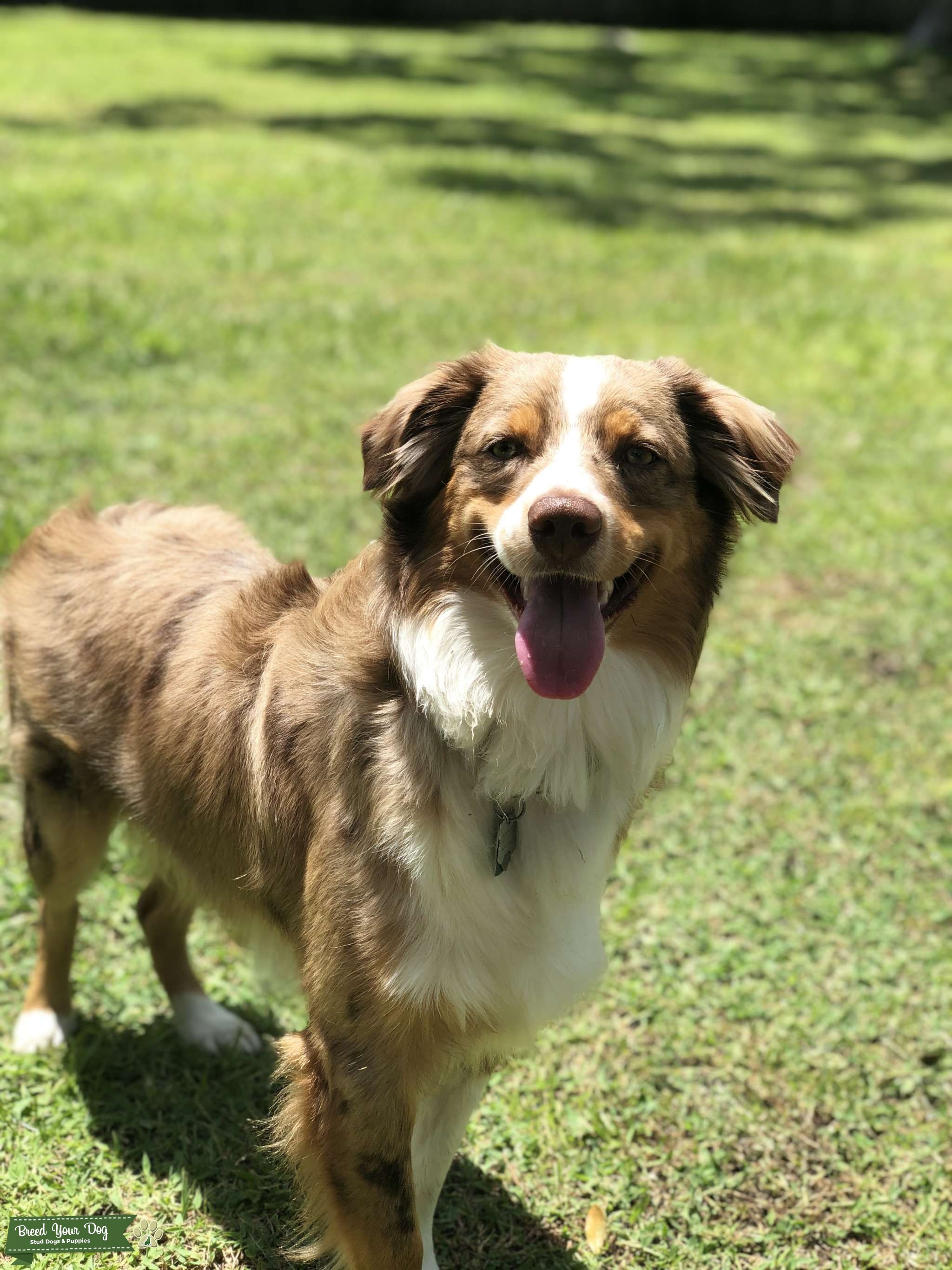 Mini Red Merle - Stud Dog in Orlando, United States | Breed Your Dog