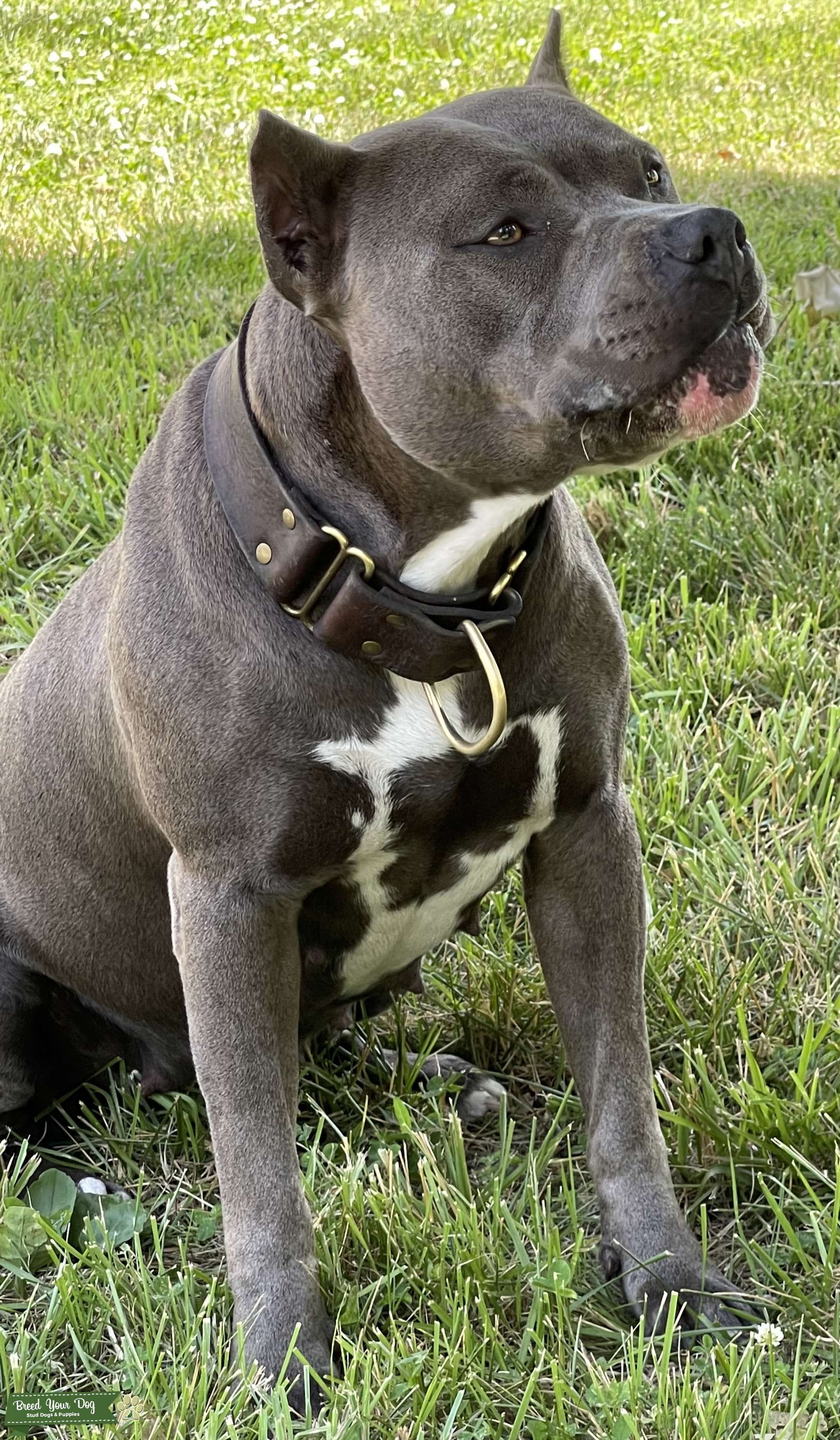 Blue American Bully Female - Stud Dog in IL, the United States | Breed ...