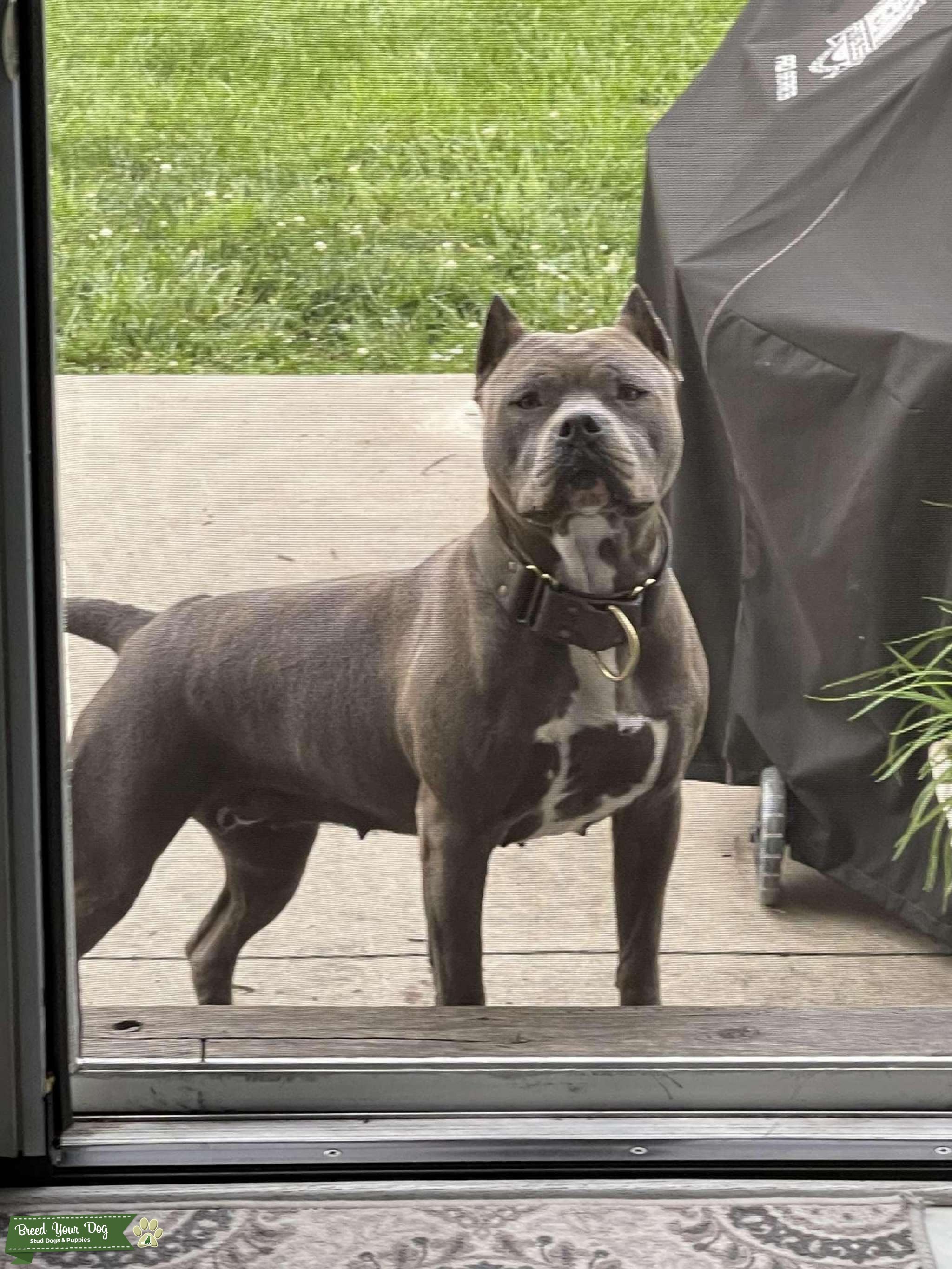 Blue American Bully Female - Stud Dog in IL, the United States | Breed ...