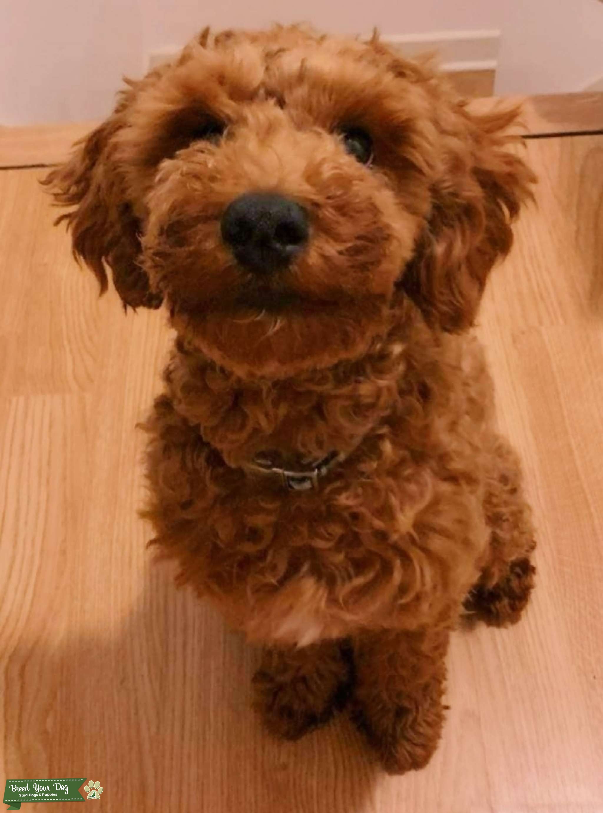 Miniature Poodle- Copper- (Red) $850 - Stud Dog Vermont - Breed Your Dog